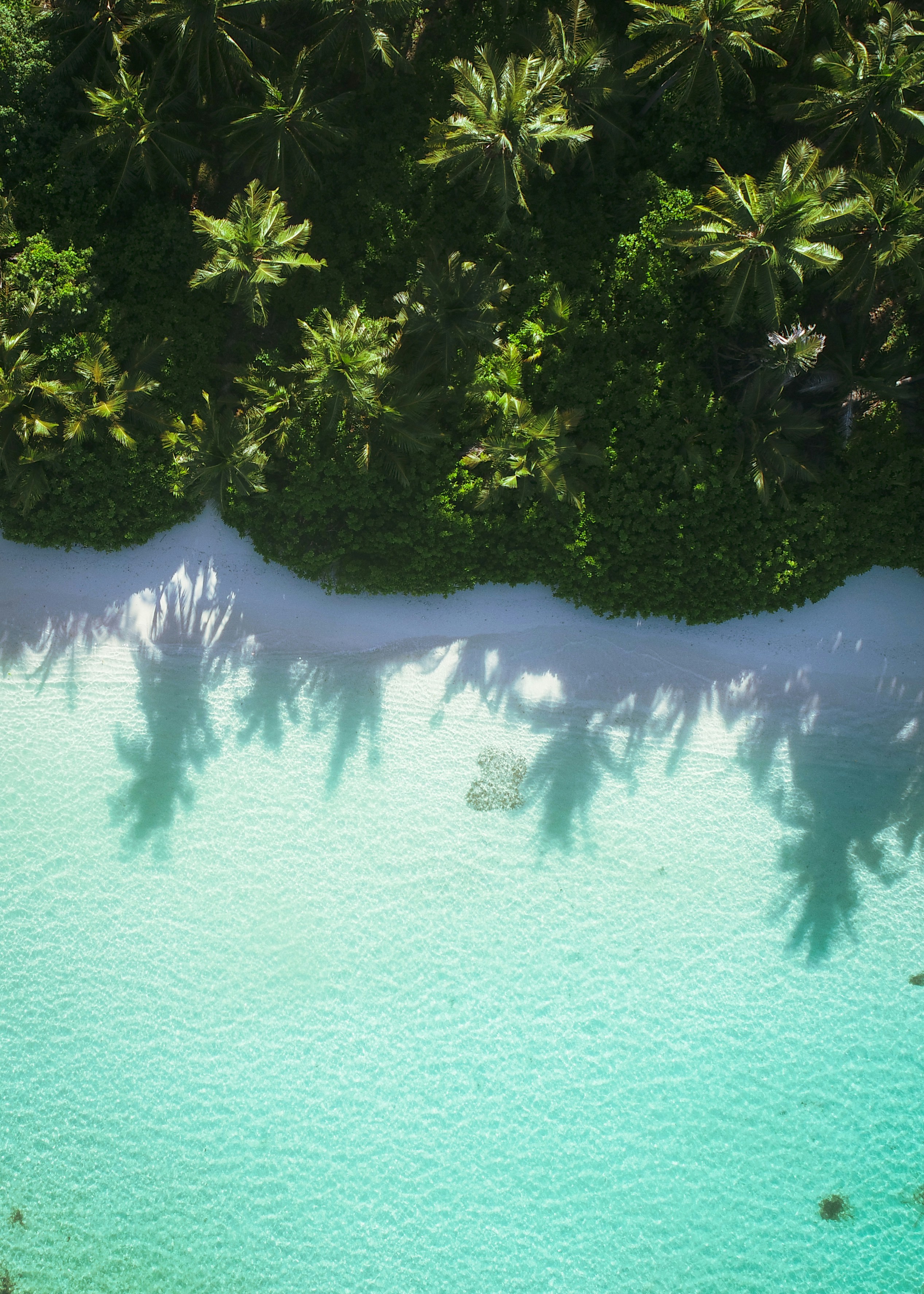 Aerial photography of sea beside trees photo – Free Water Image on Unsplash