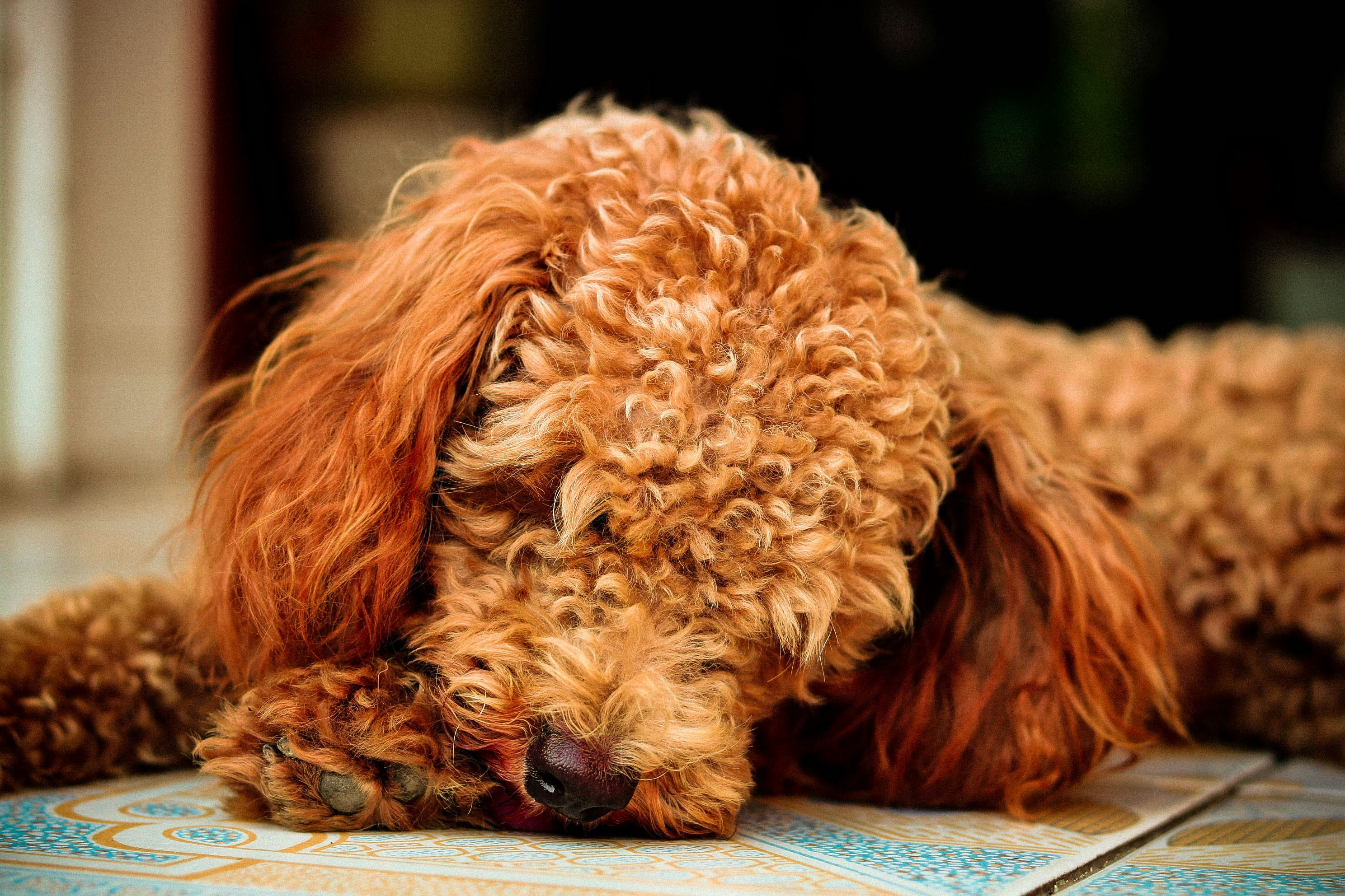 Long-coated browb dog photo – Free Animal Image on Unsplash