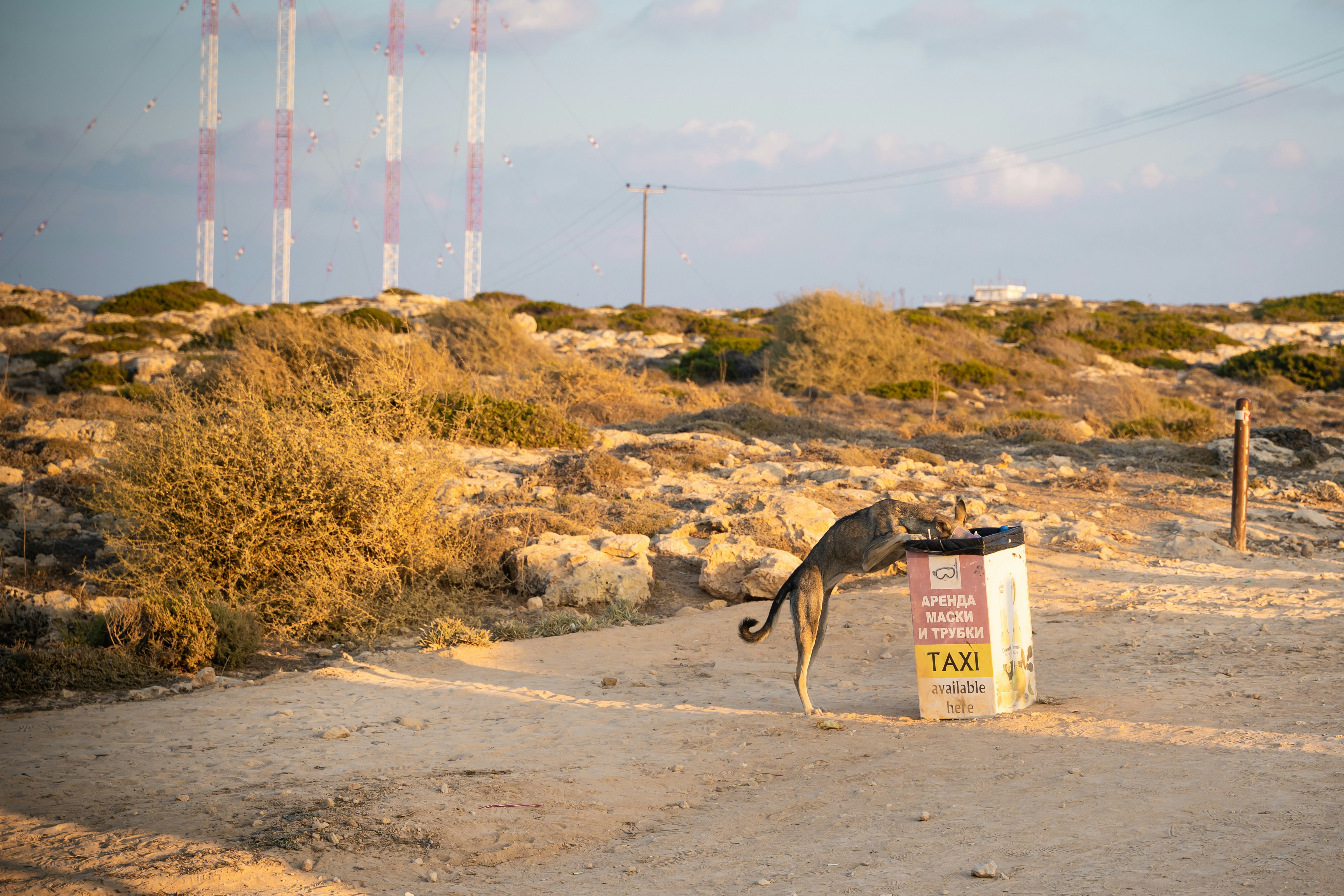 Taxi Stop Kangaroo: A Quiet Moment in an Arid Landscape
