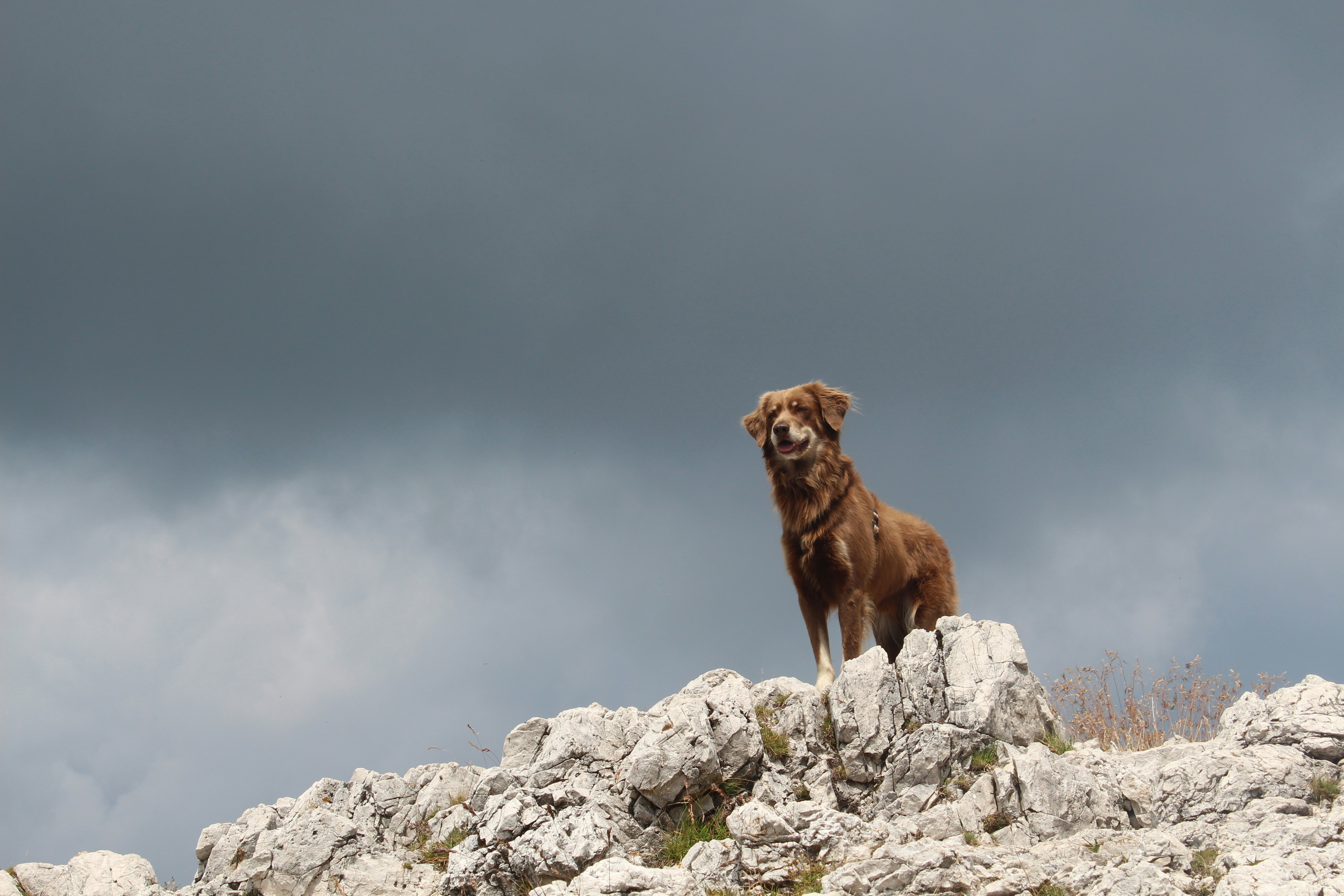 Dog photo shot on Canon EOS 650D