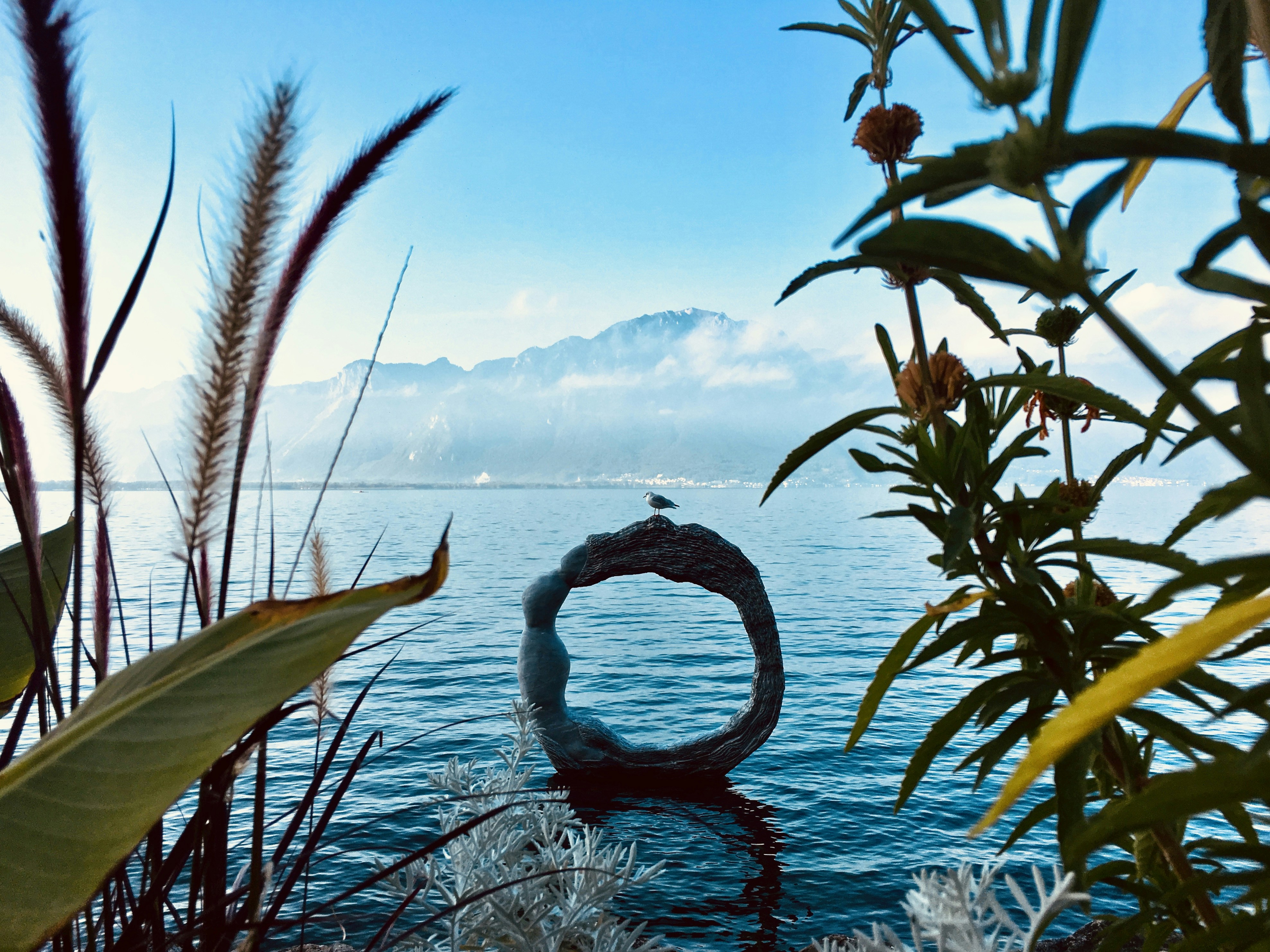 Rust Ring on a Glassy Alpine Lake Framed by Foreground Flora