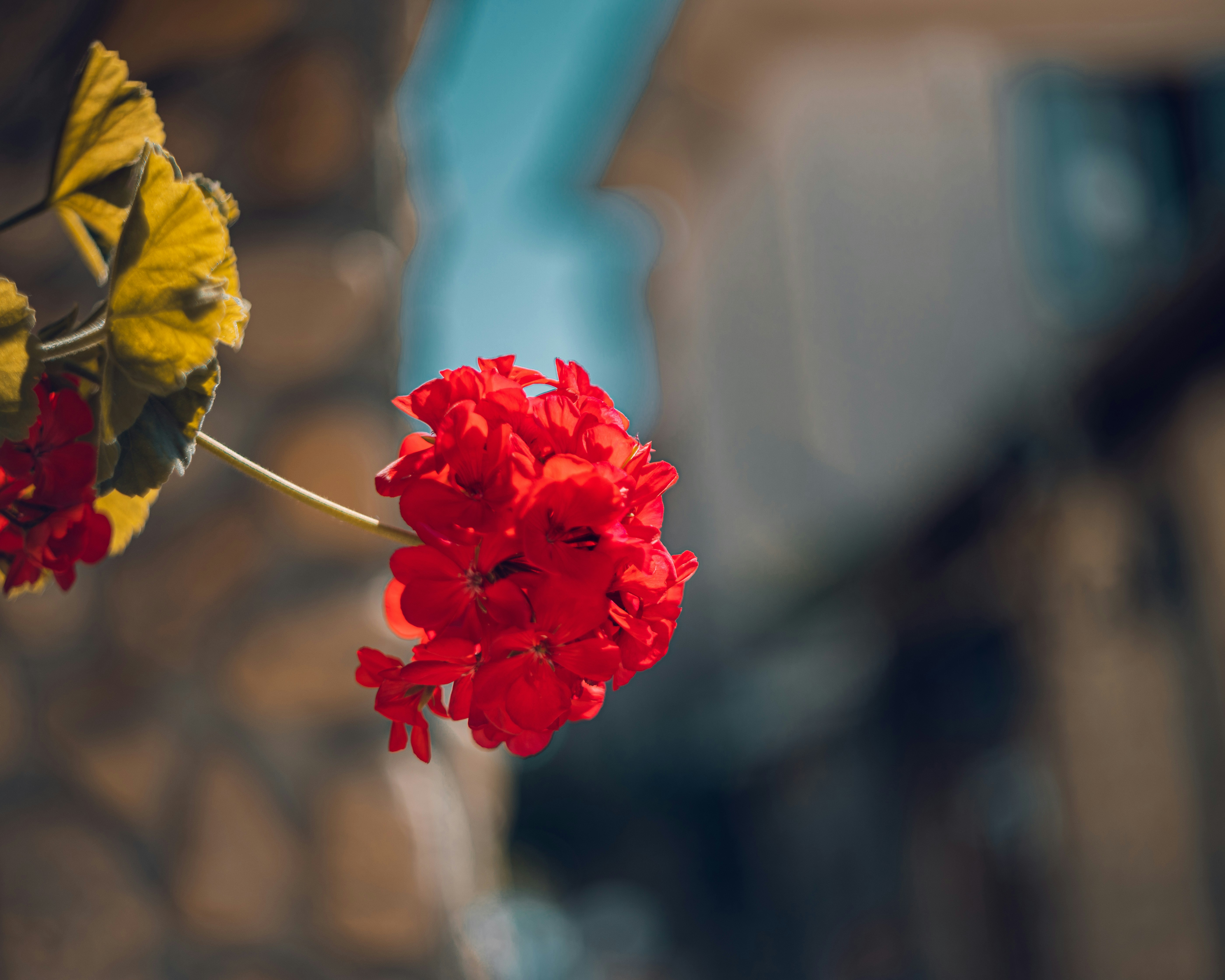 Close-up photograph of a crimson geranium in sharp focus against a blurred teal background.