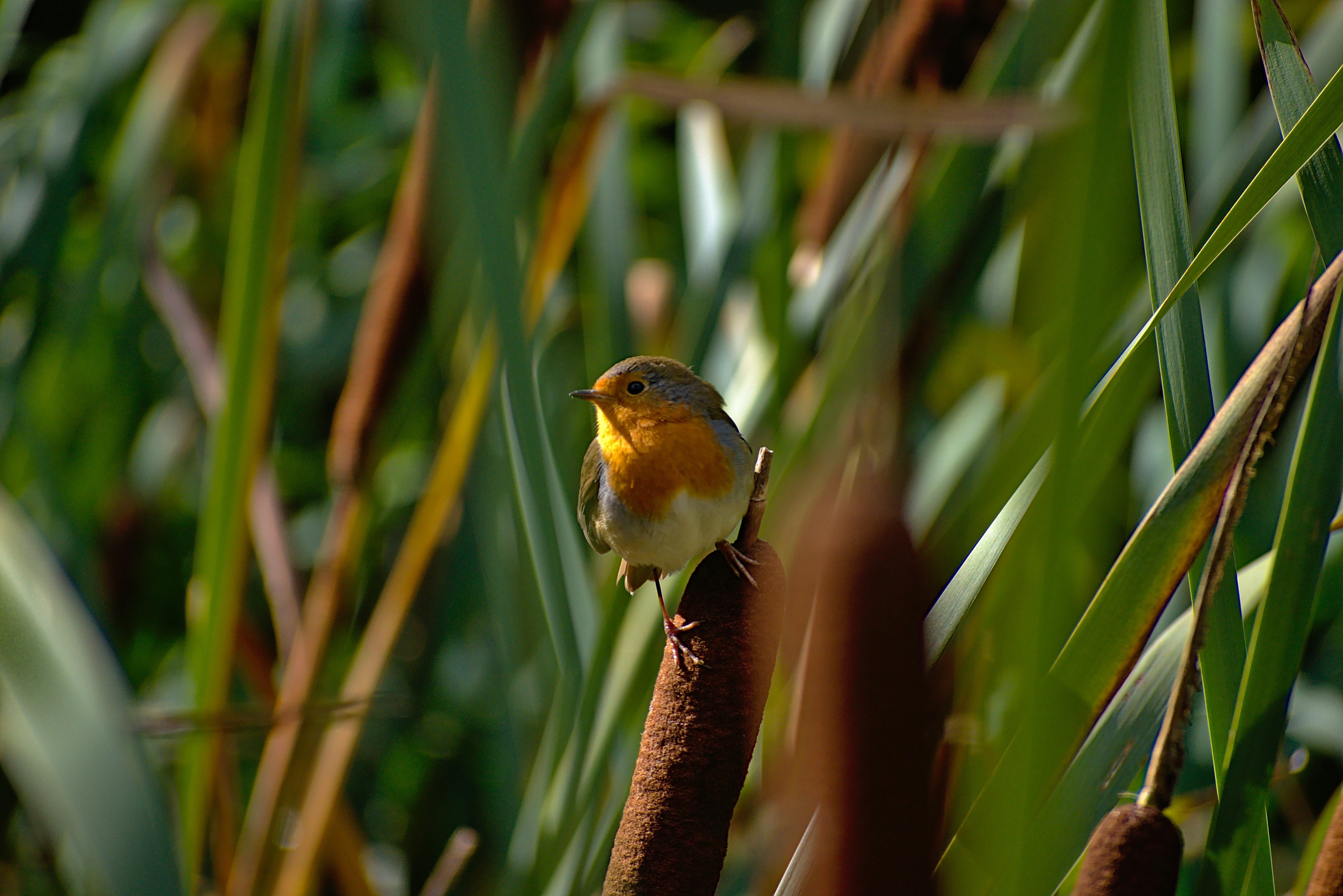 Colorful bird perched on a cattail surrounded by lush green reeds, showcasing a serene moment in nature.