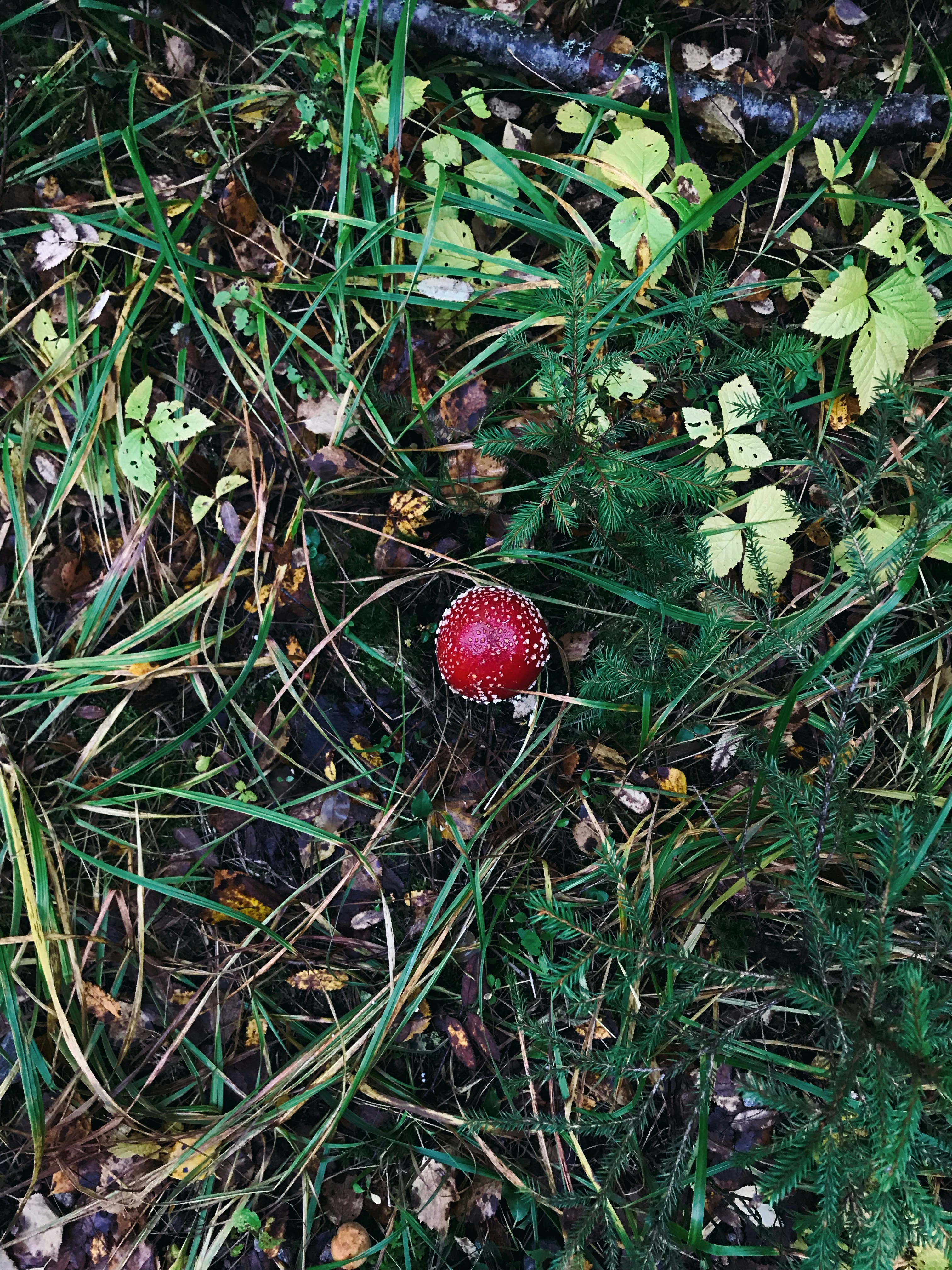 Red-Speckled Mushroom Anchors a Quiet Pine-Needle Carpet
