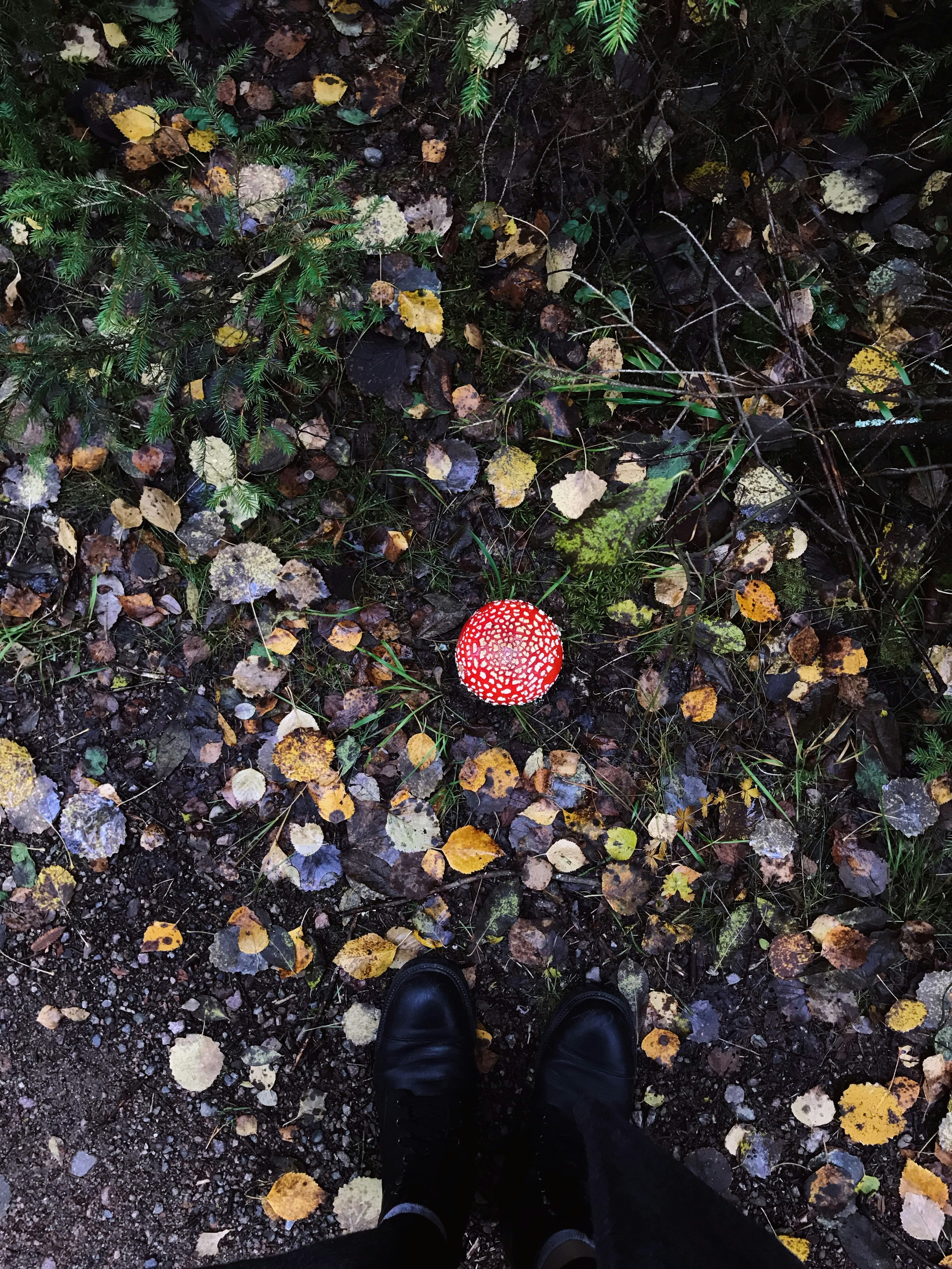 Red Amanita on a leaf-strewn trail, framed by a booted perspective