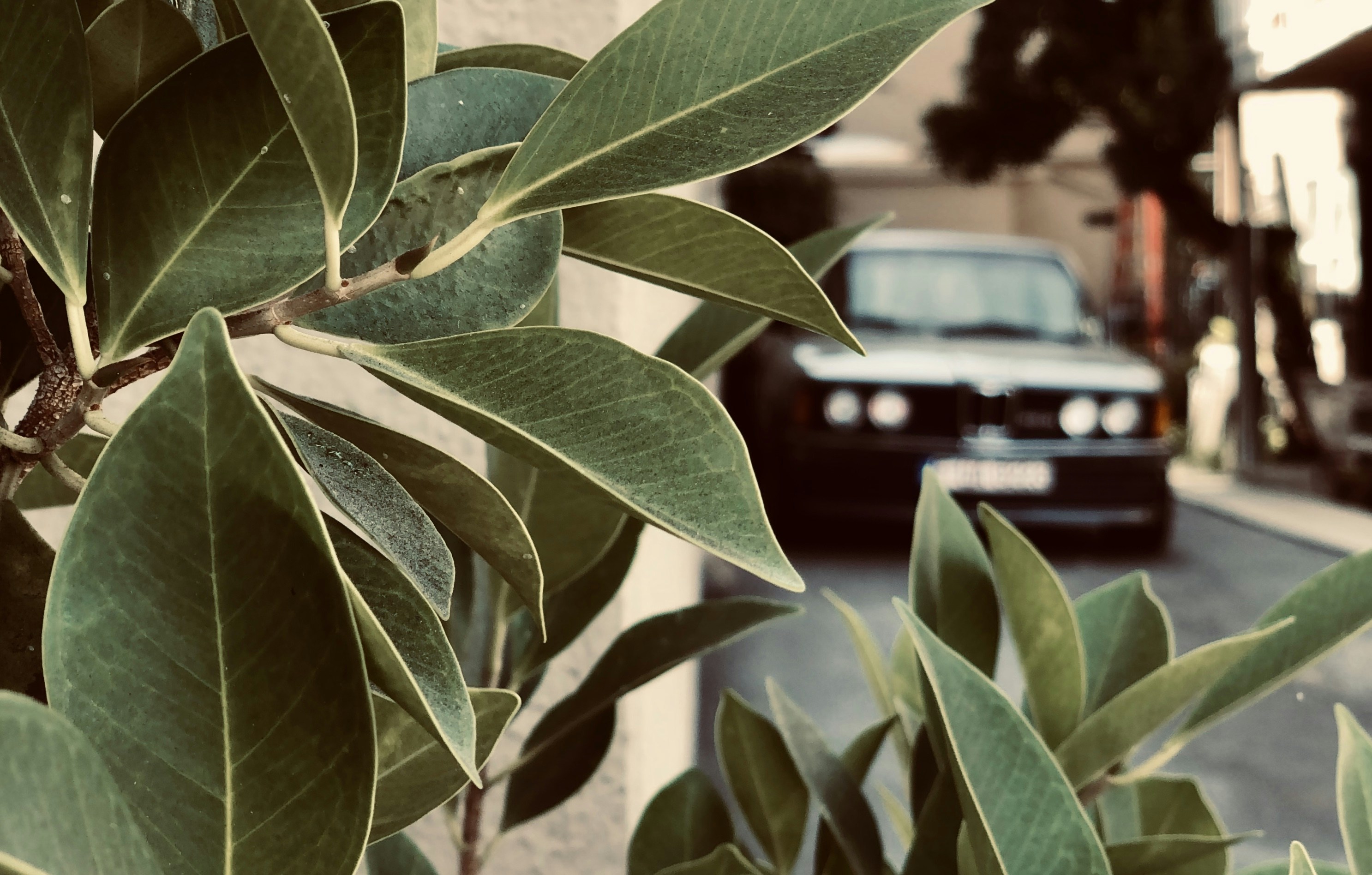 Foto Pemandangan kendaraan abu-abu di belakang semak-semak – Gambar ...