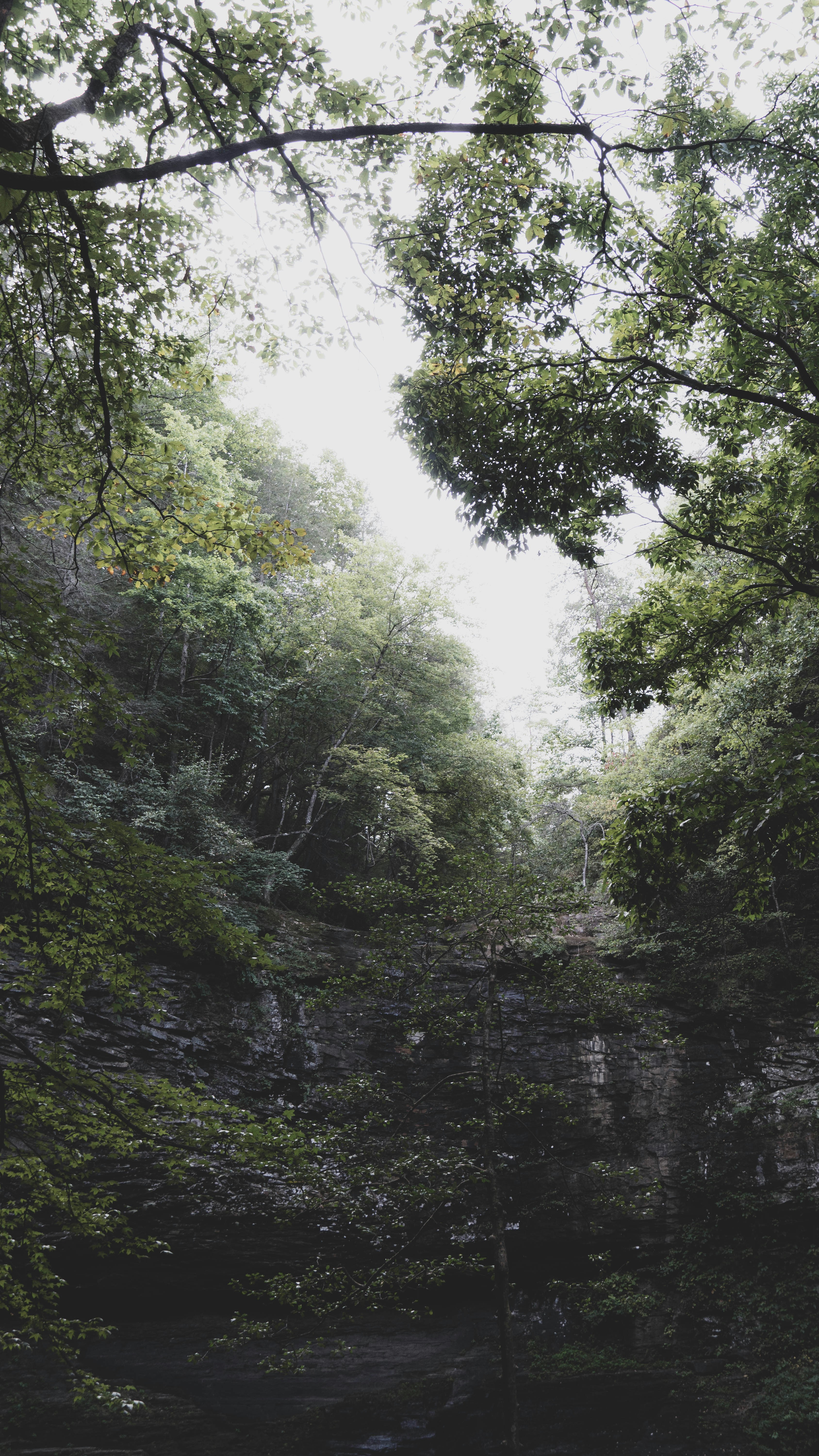 Lush greenery enveloping a rocky cliffside, with a serene pool reflecting the surrounding foliage. Soft light filters through the treetops.