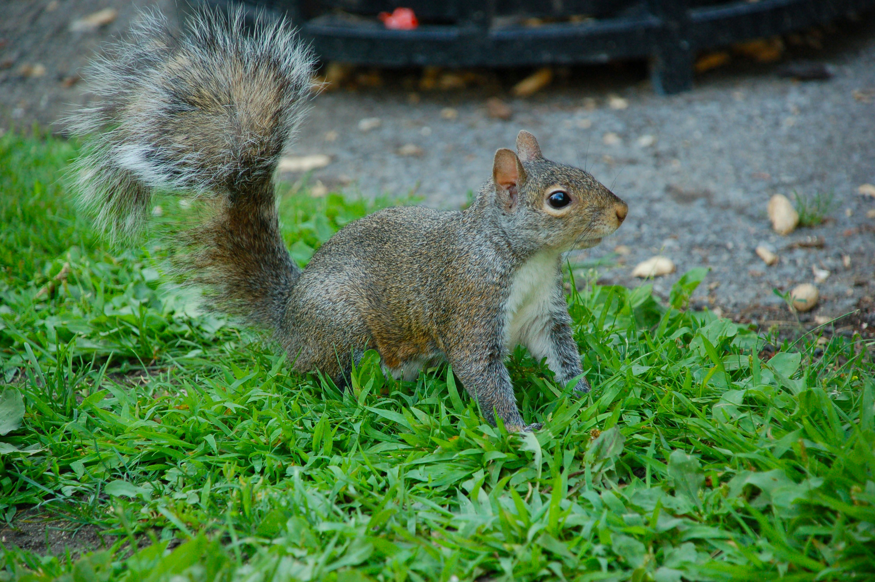Animal gris sobre la hierba foto – Imagen de Ottawa gratuita en Unsplash
