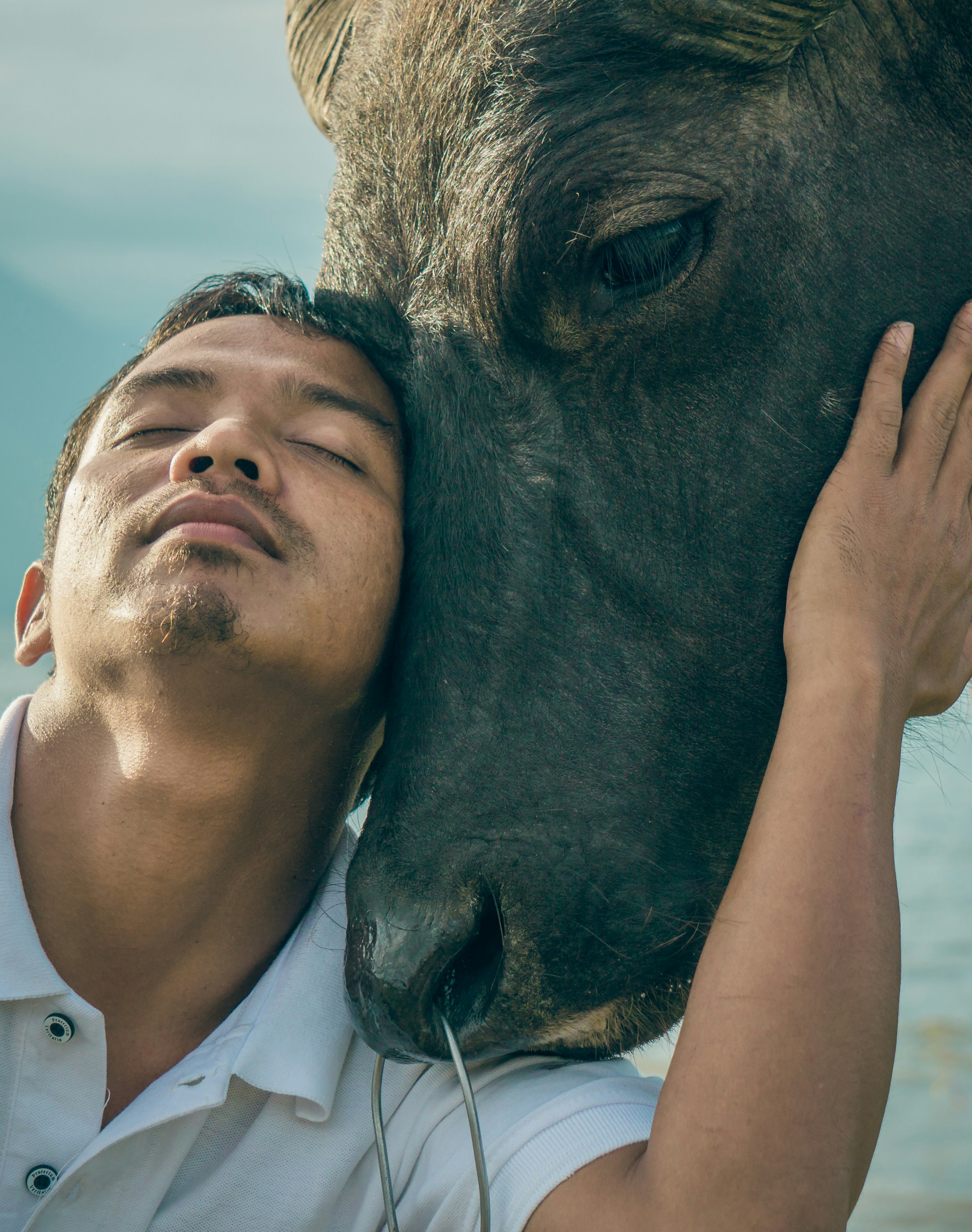 Man holding water buffalo photo – Free Lake toba Image on Unsplash