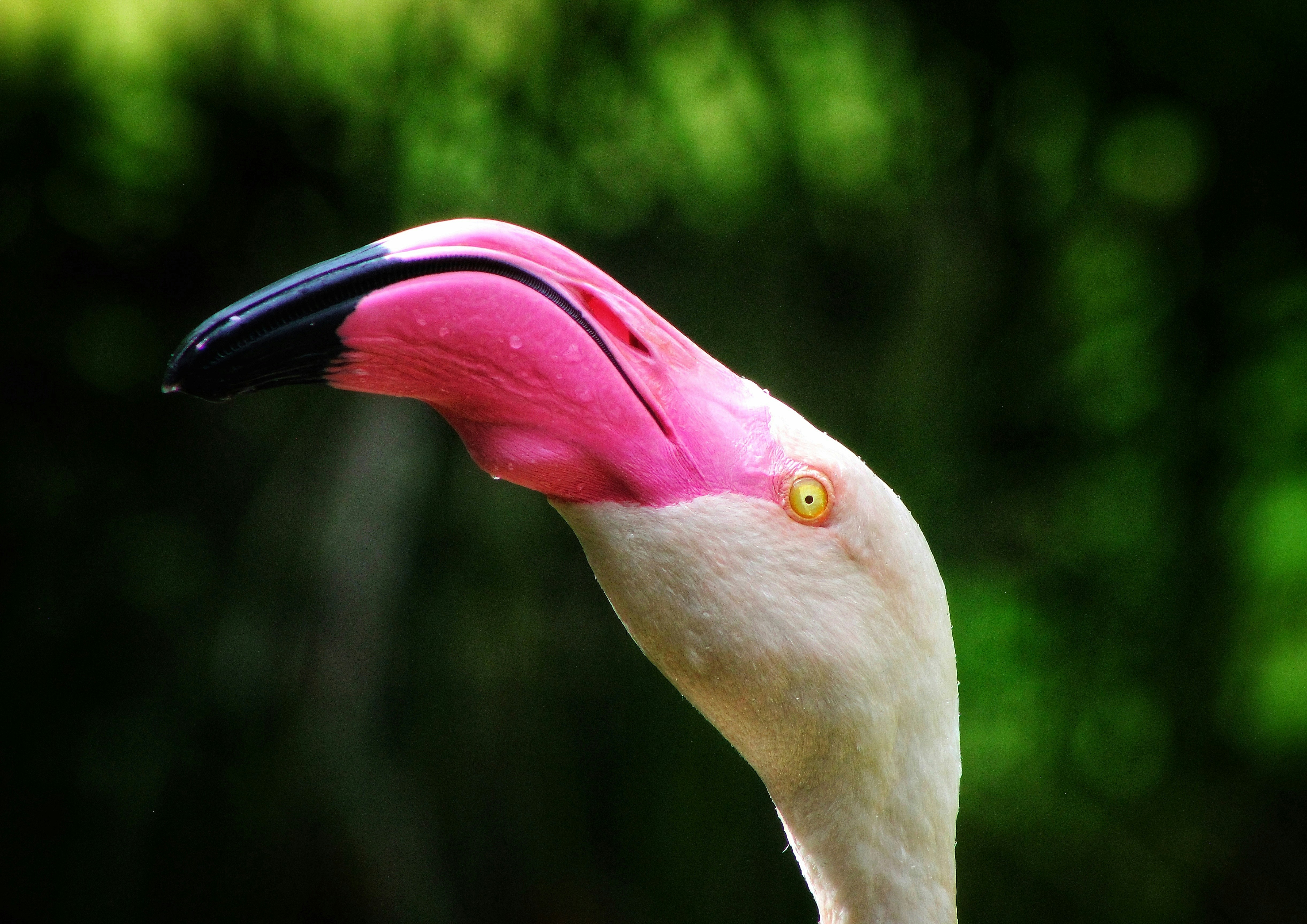 Flamingo Beak in Profile: Fiery Pink Berth Against Emerald Blur