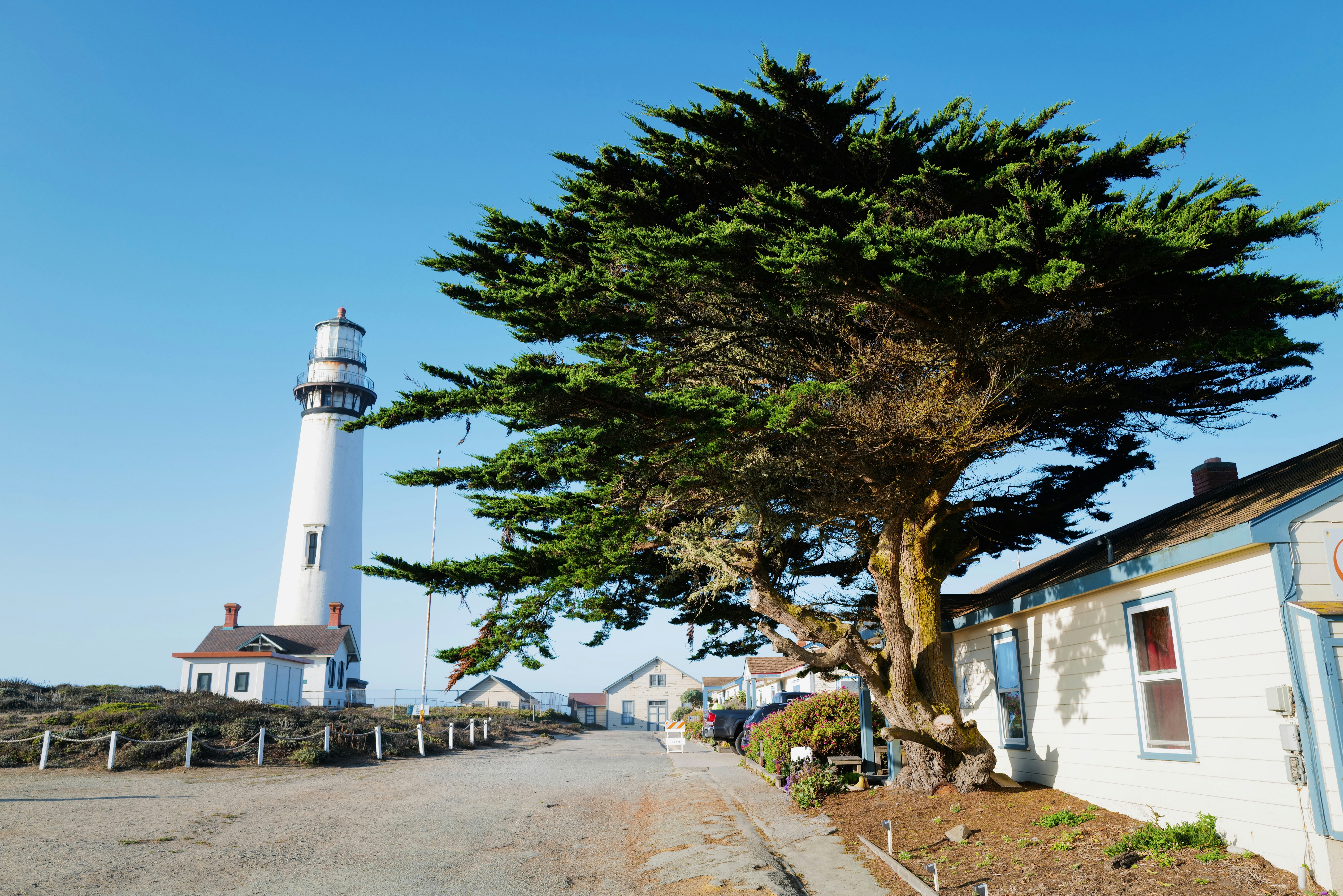 Beacon at the Bend: Lighthouse Framed by a Windswept Tree Along the Seaside Road