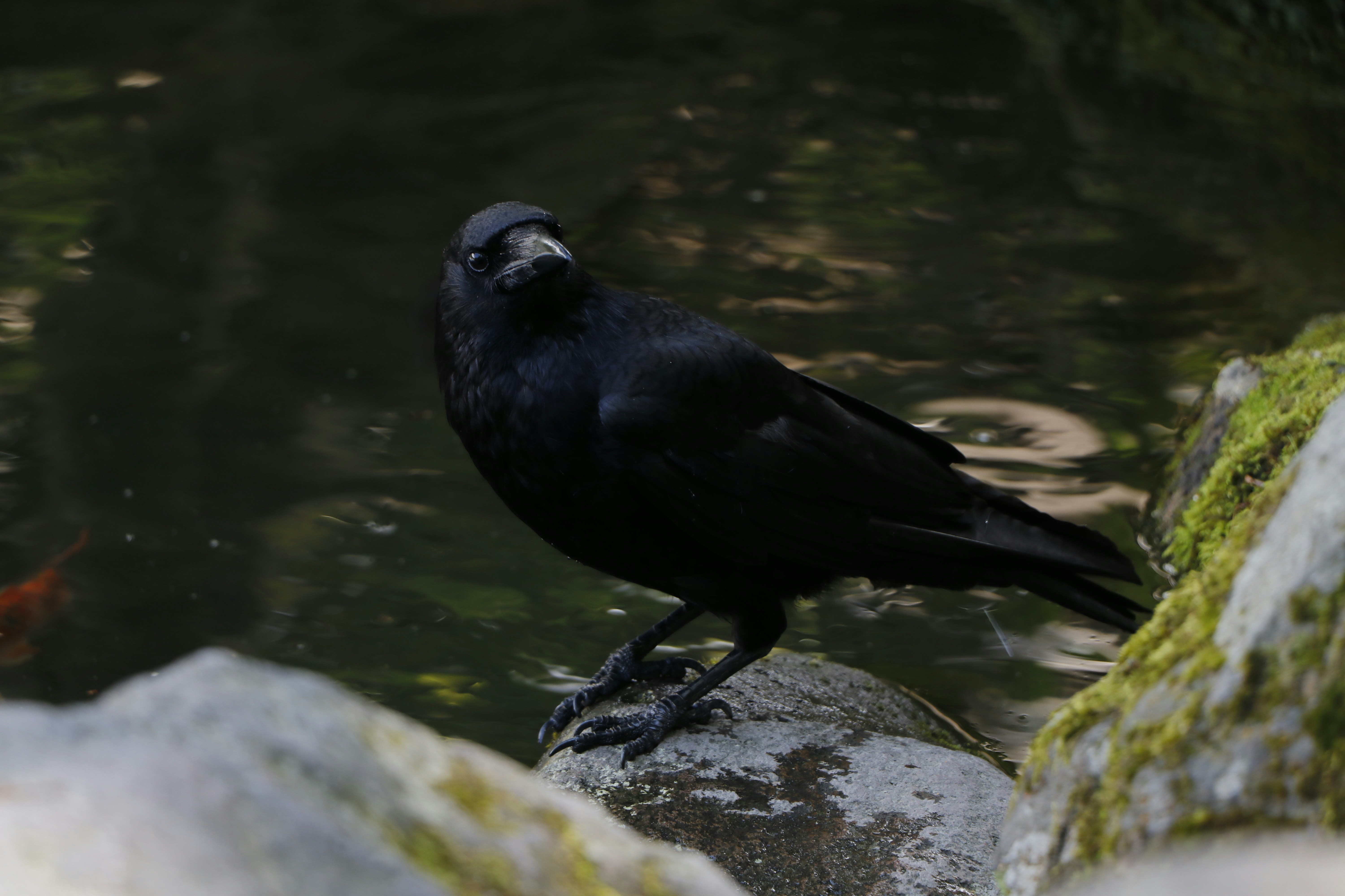 Cuervo Negro foto – Imagen de Pájaros gratuita en Unsplash