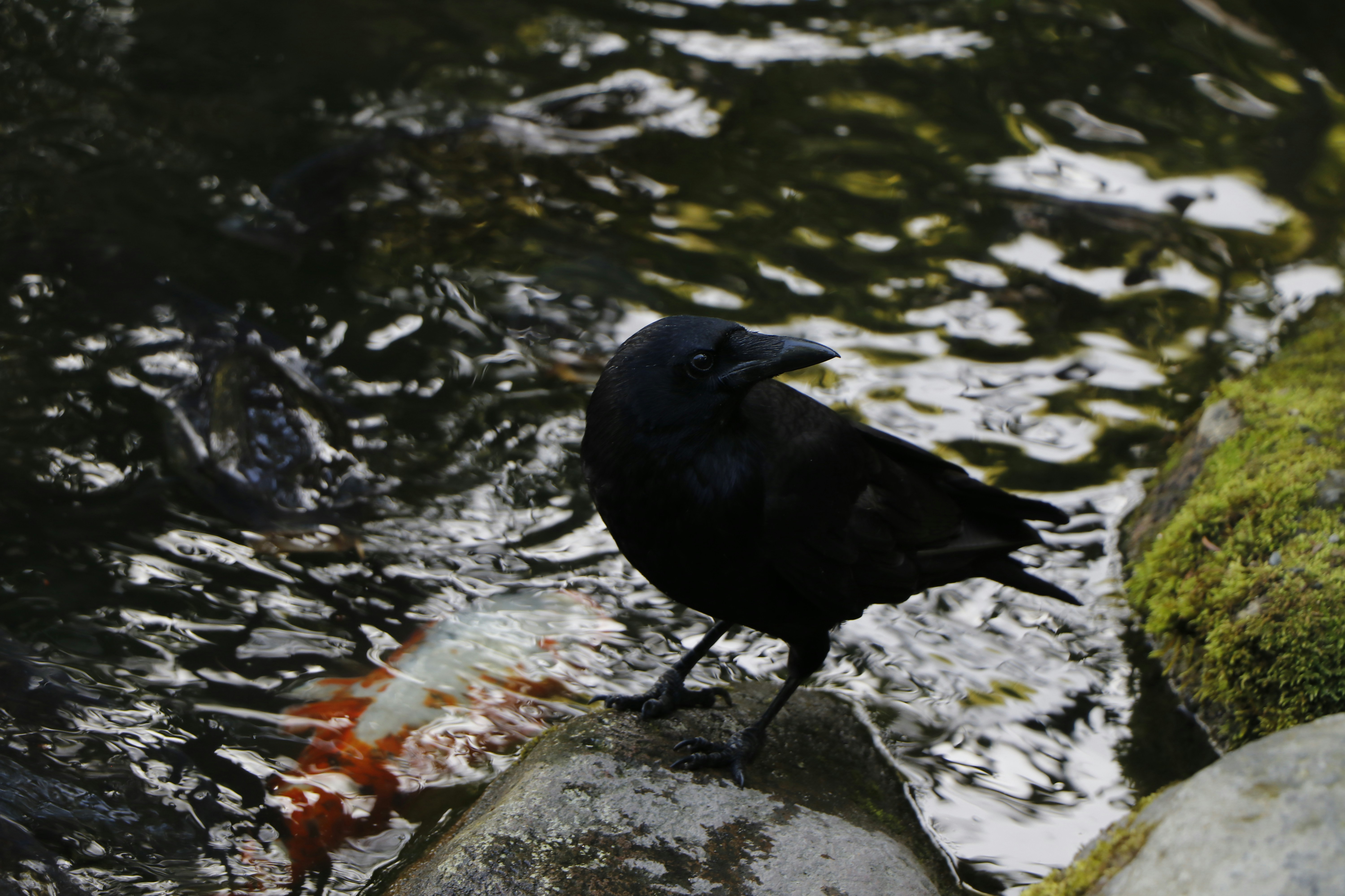 Birds in Japan.