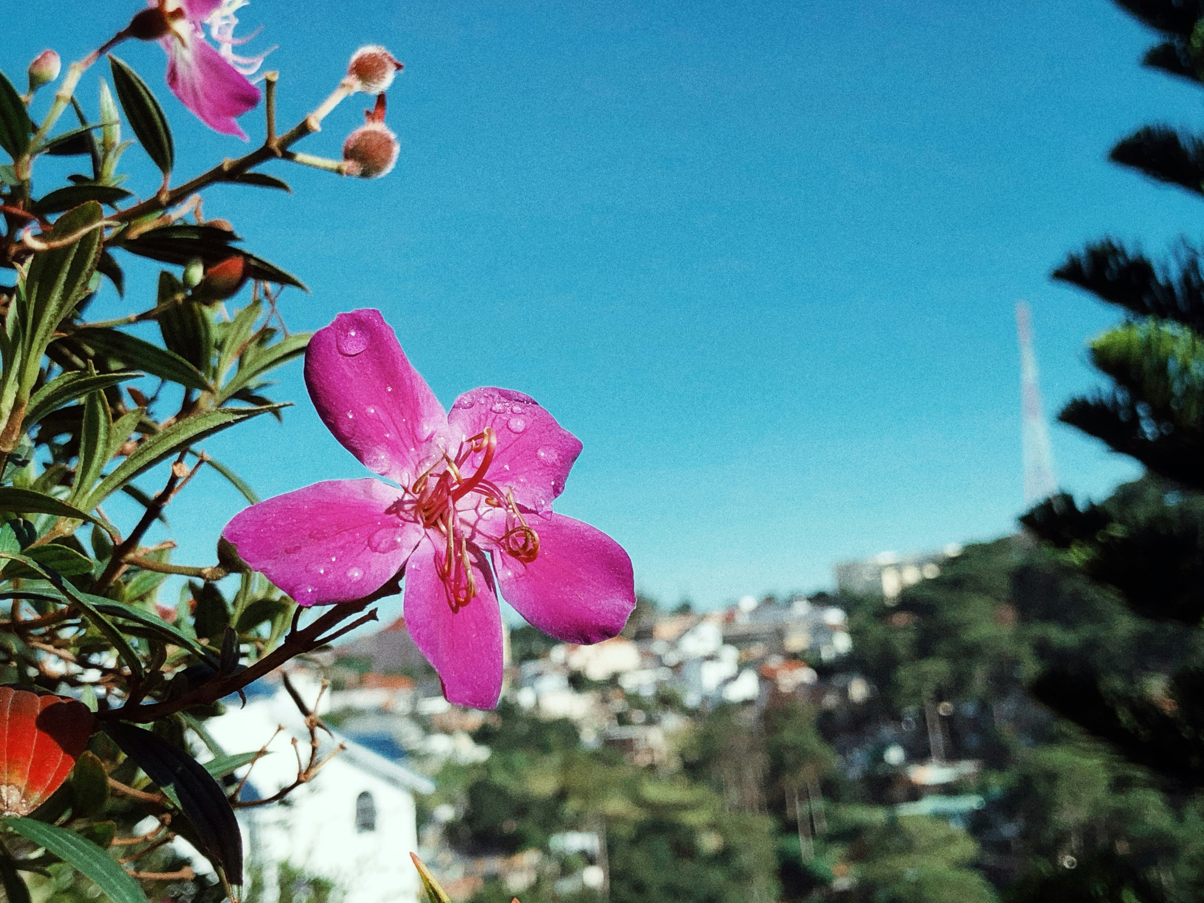 Bright pink flower adorned with droplets in foreground, contrasting with a blurred urban landscape in the background.