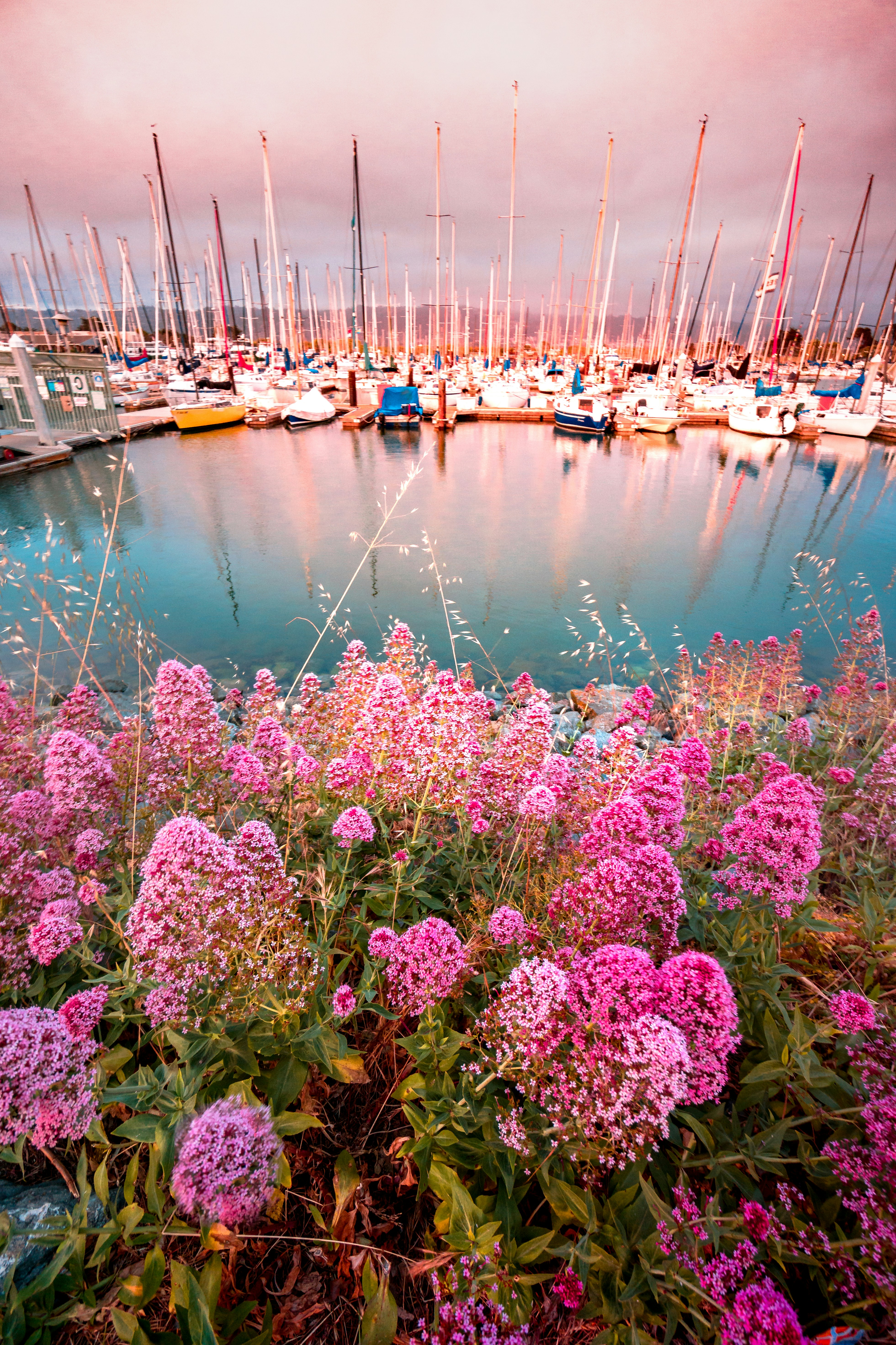 Vibrant pink flowers frame a tranquil harbor filled with sailboats reflecting in the calm water. The scene captures the essence of coastal beauty.