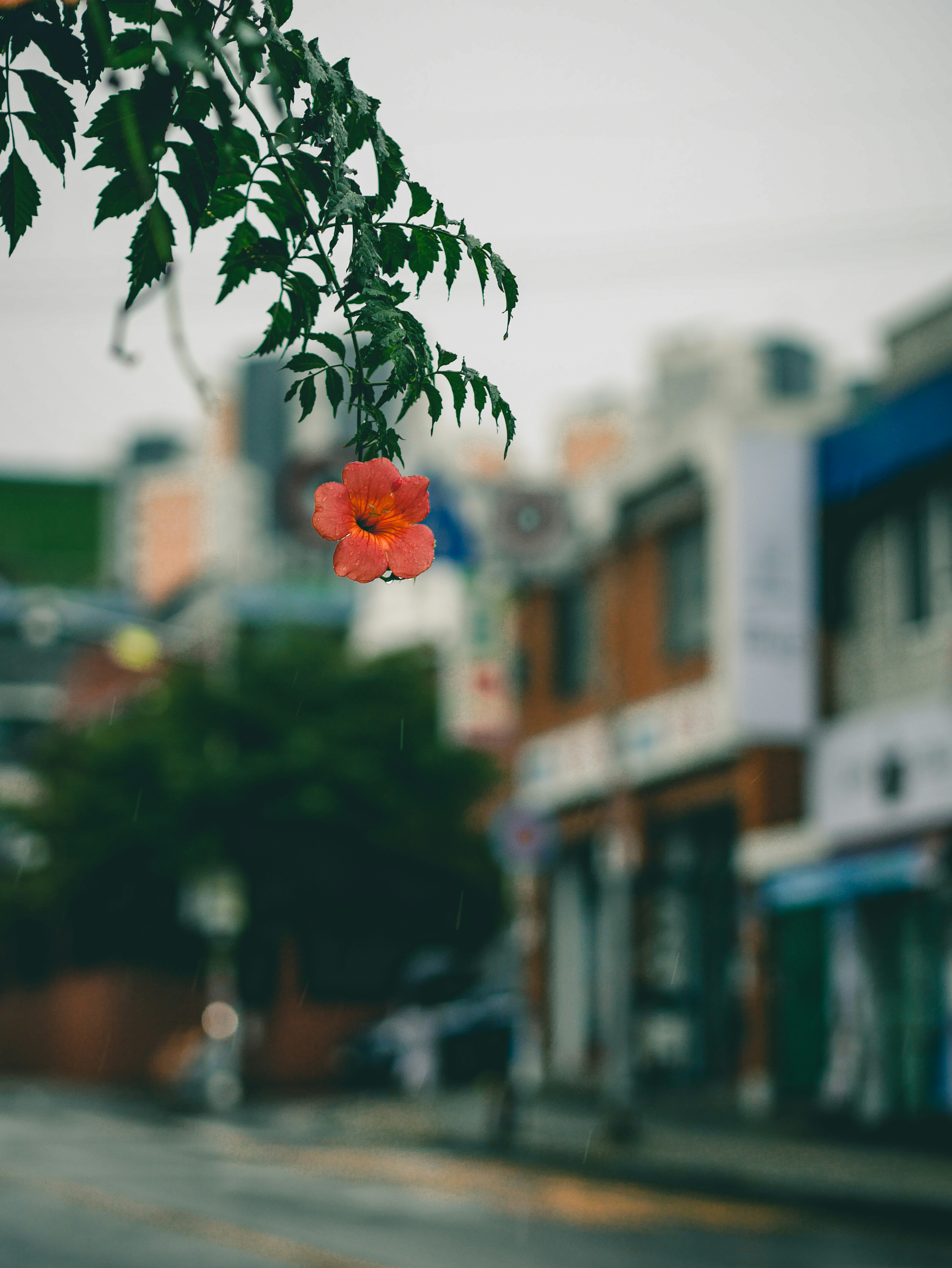 pink flower