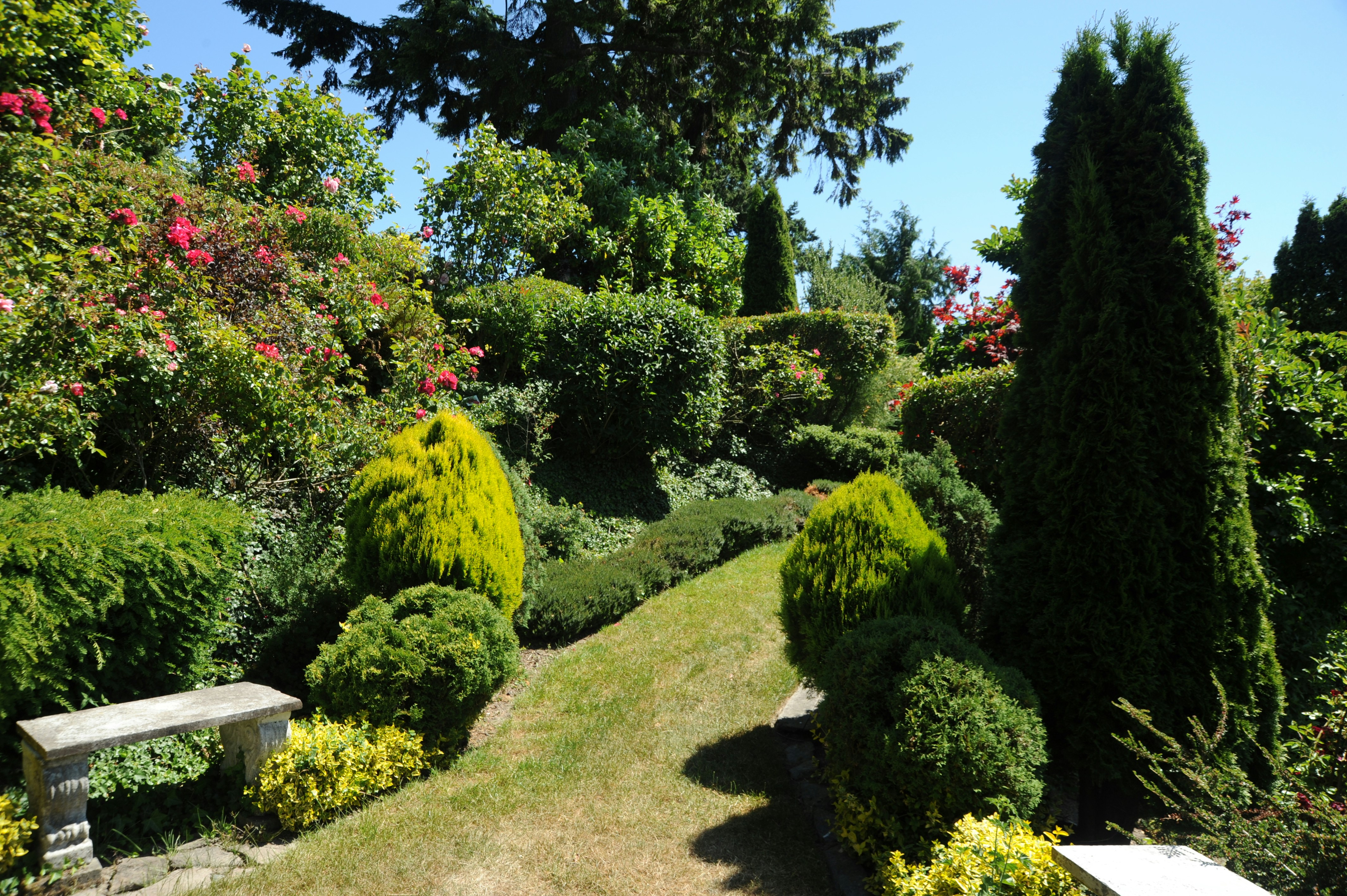 Green lawn path, benches, white marble, pink roses, private garden, Pacific Coast, North Seattle, Washington, USA | bench beside plants and grass pathway
