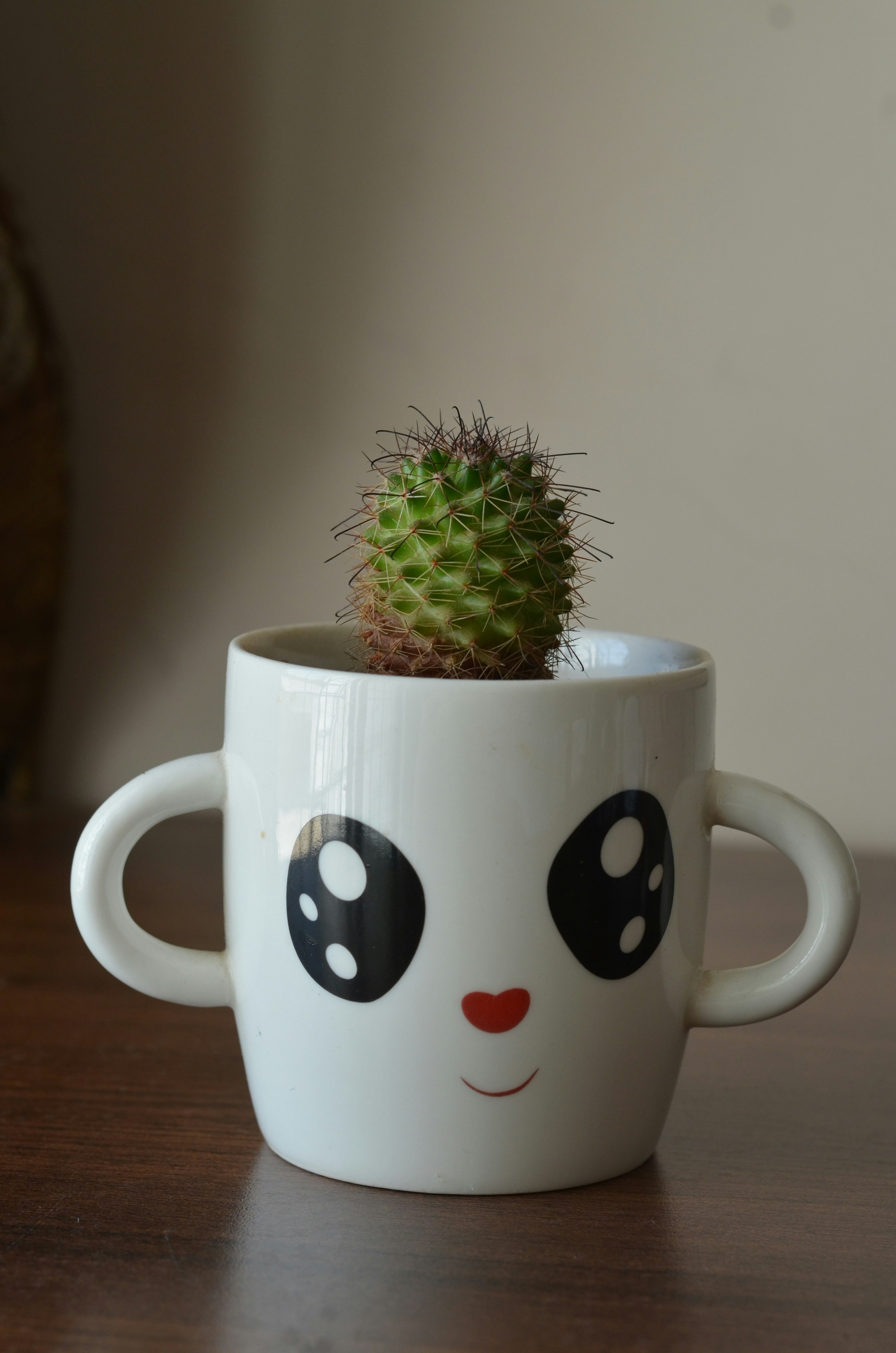 Micro Cactus Emerges from a Mug: A Playful Studio Still Life