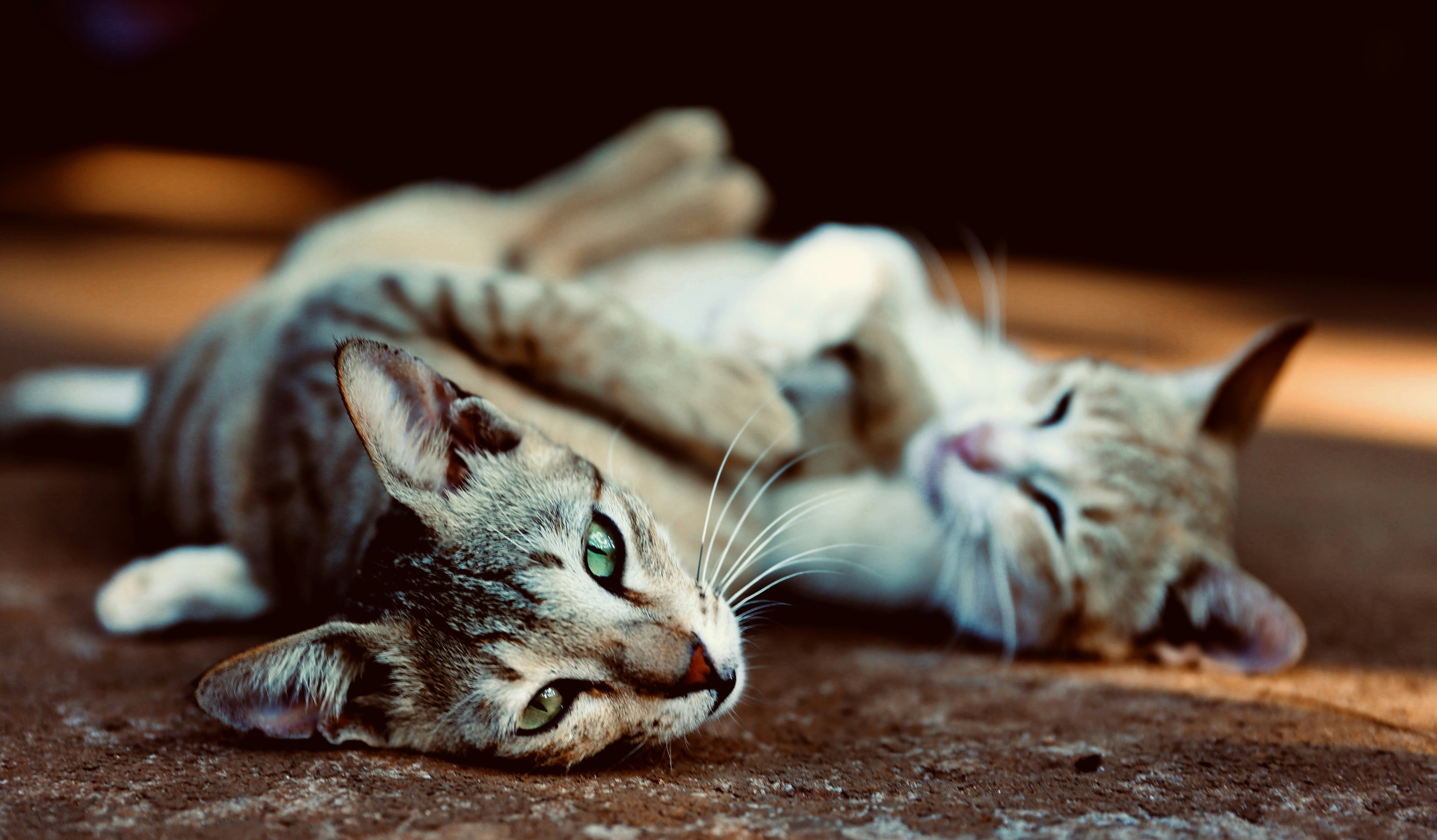 Macro photography of brown tabby cat and kitten lying on ground photo ...