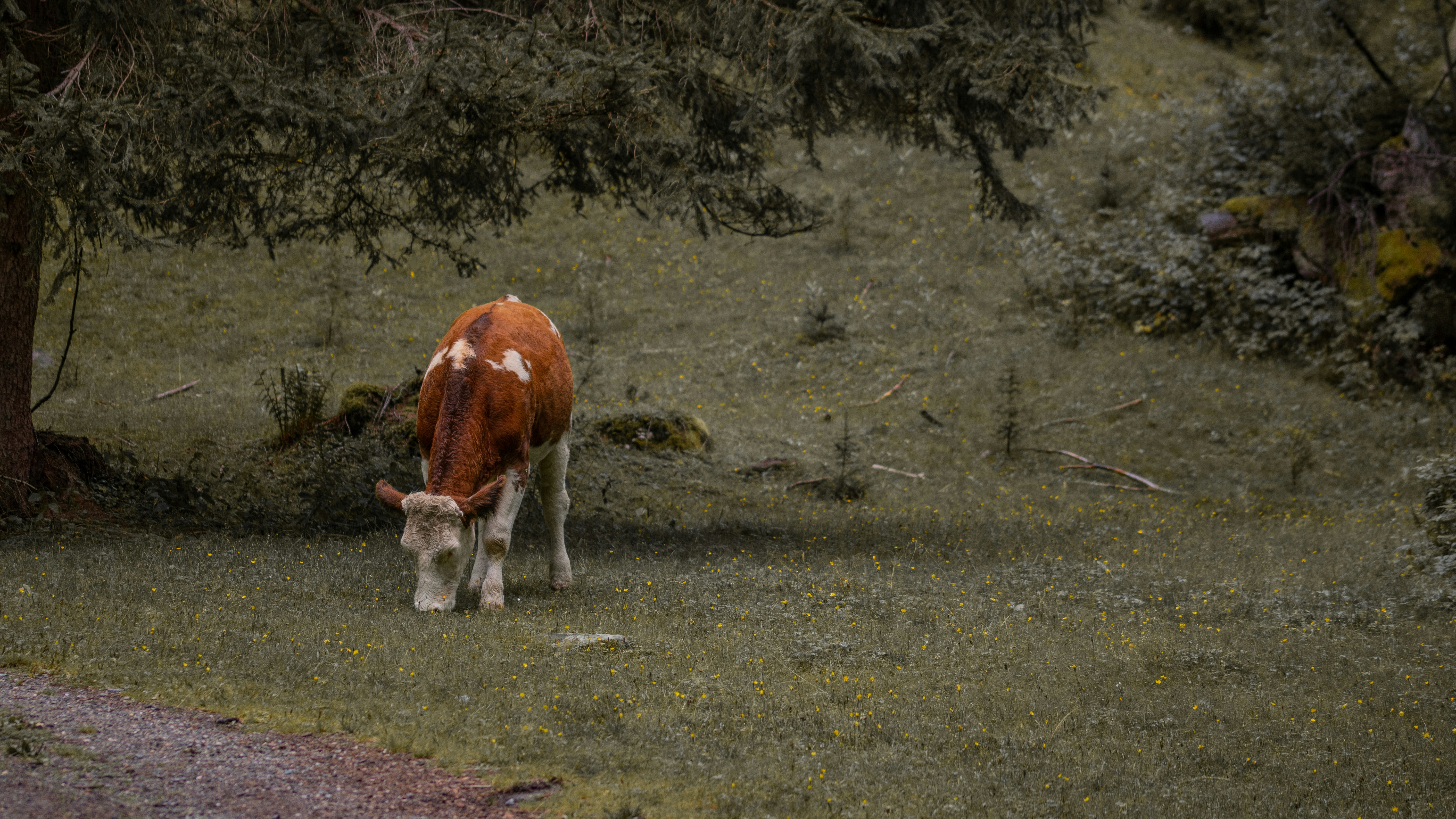 A brown and white cow grazing peacefully in a lush green pasture surrounded by trees and wildflowers.