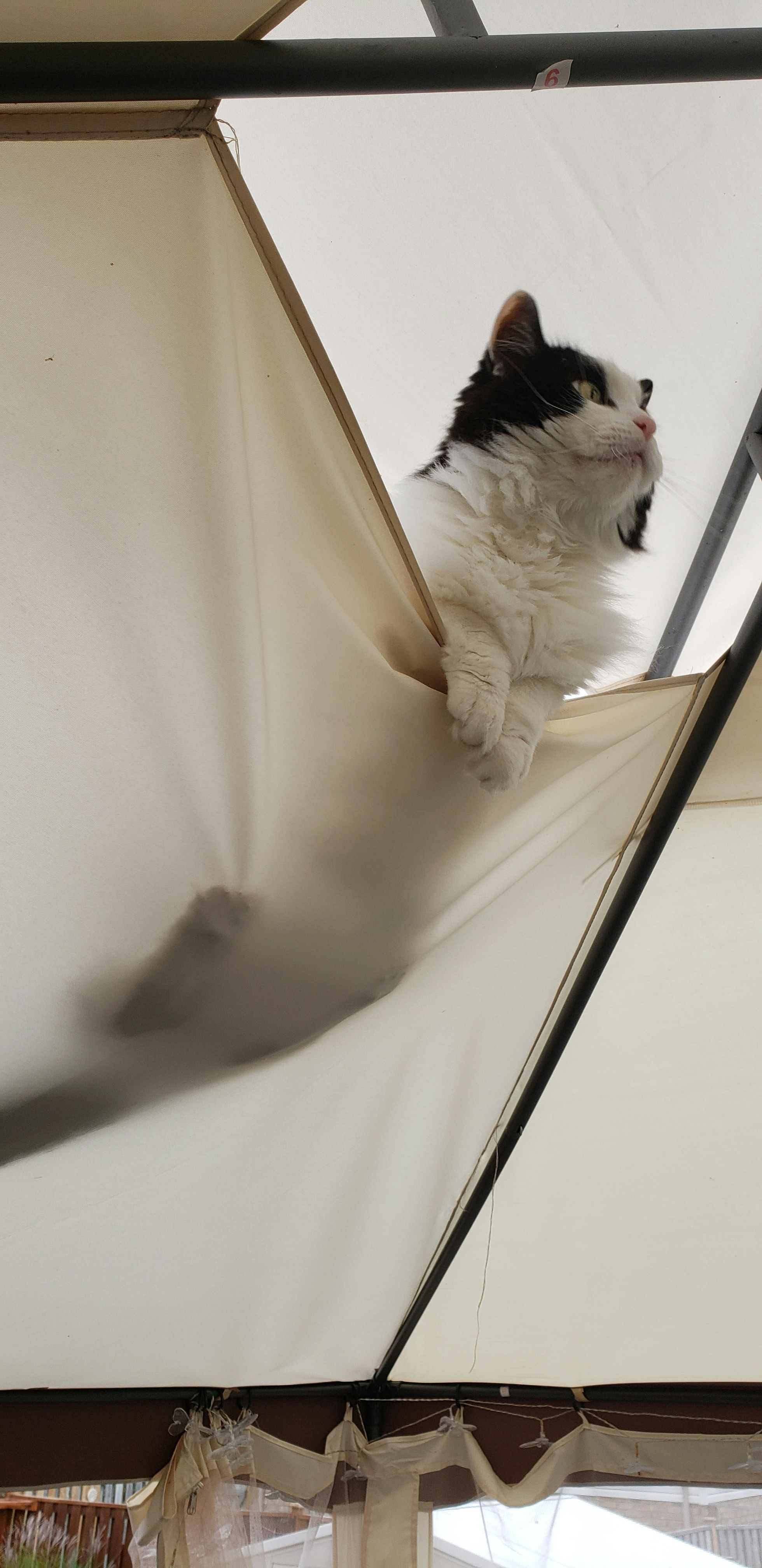Tuxedo Cat Perches on a Sunlit Tent Edge