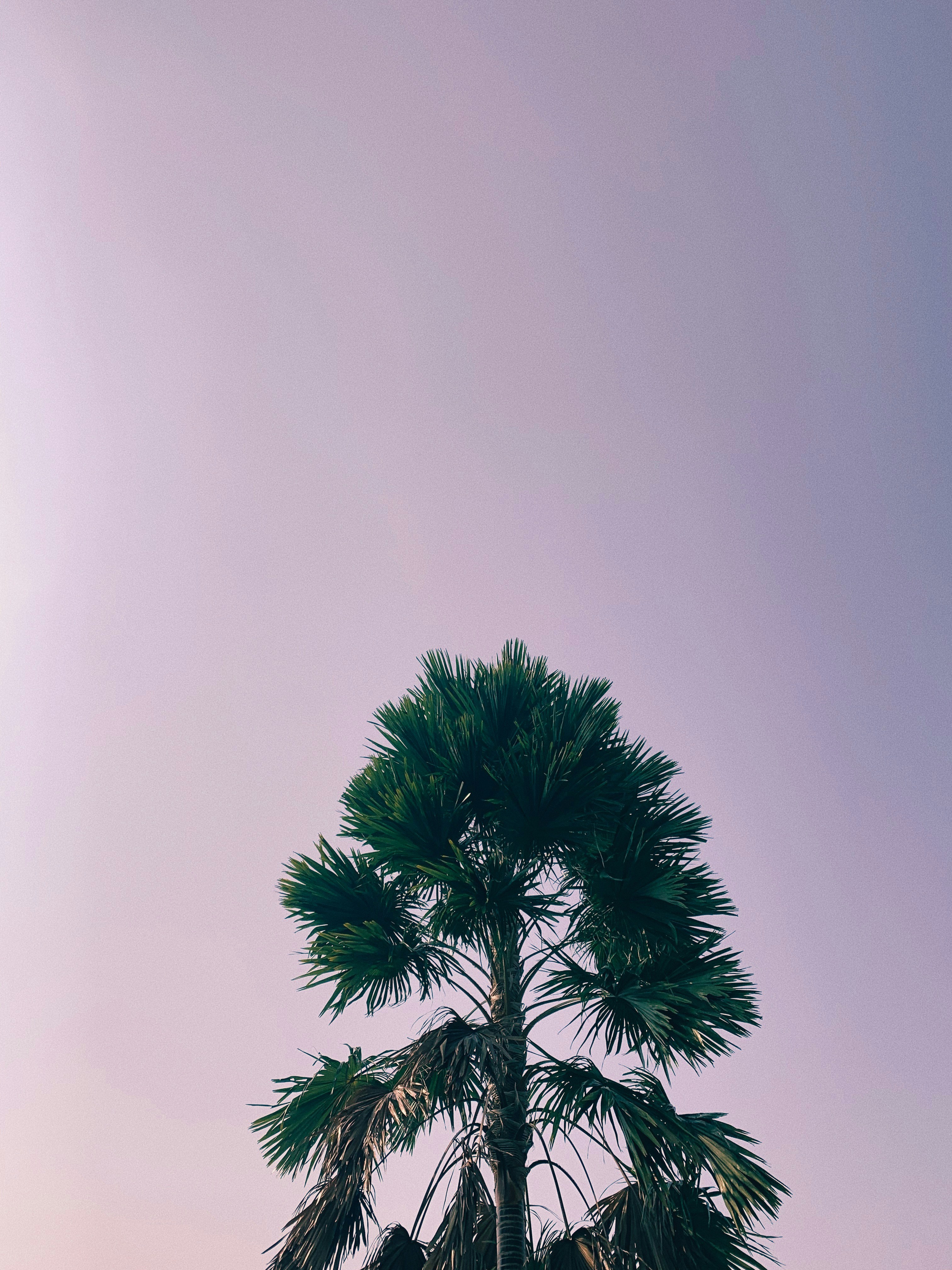 Palm Crown Against a Soft Dusk Sky