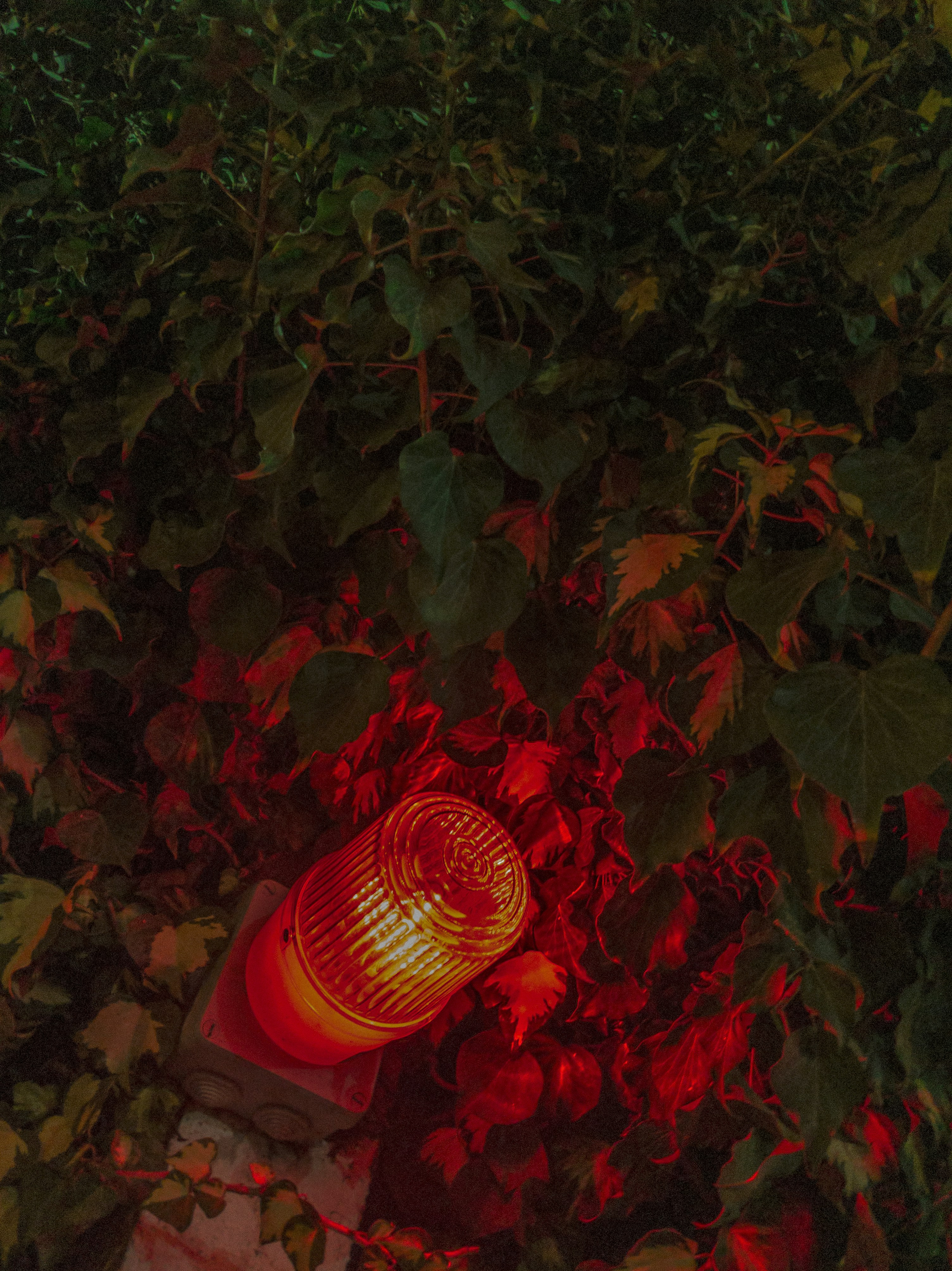 A glowing red light source surrounded by lush green ivy, creating a striking contrast in an outdoor setting.