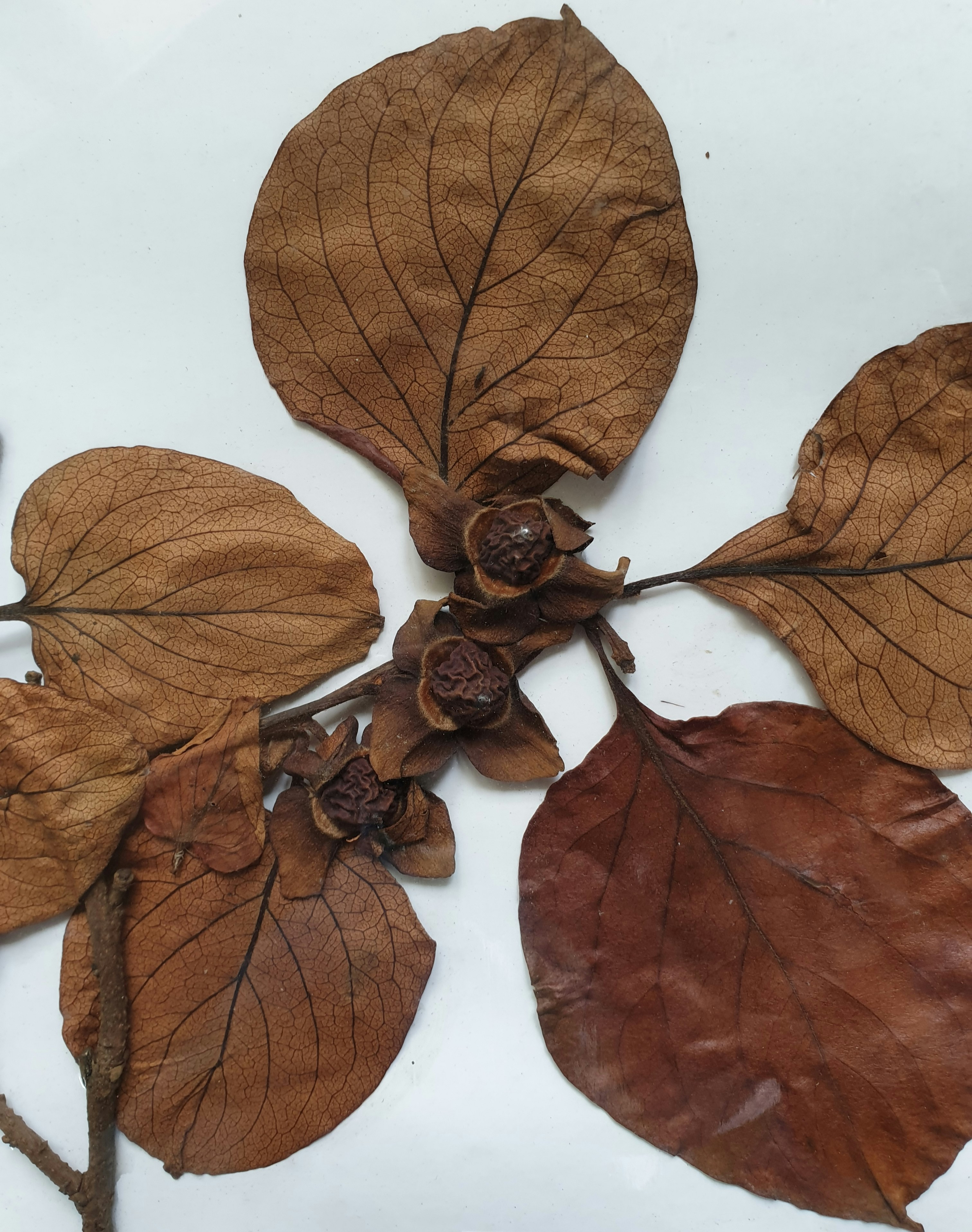 Brown leaf photo – Free Leaf Image on Unsplash