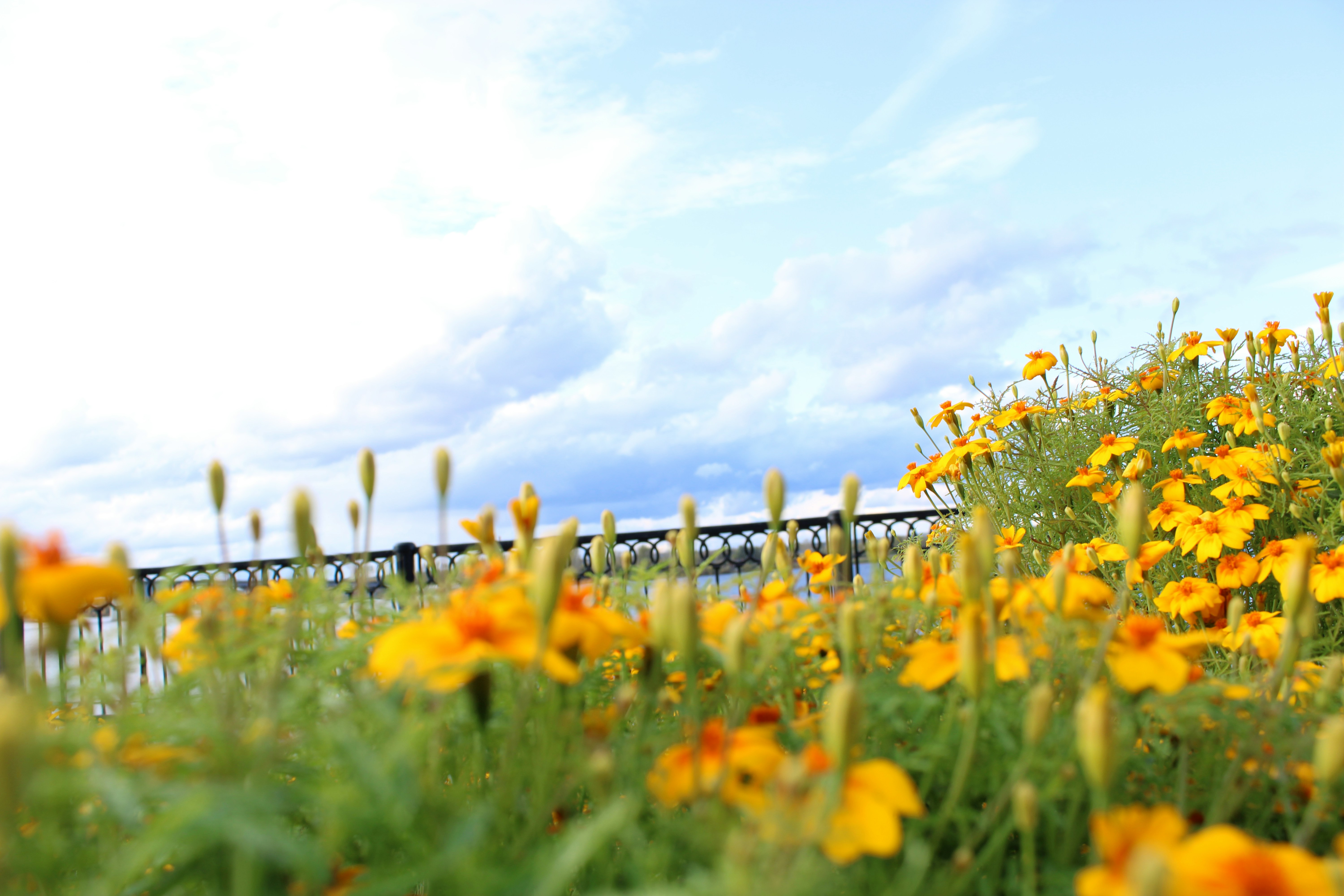 Low-angle field of golden daisies framing a distant railing beneath a moody sky