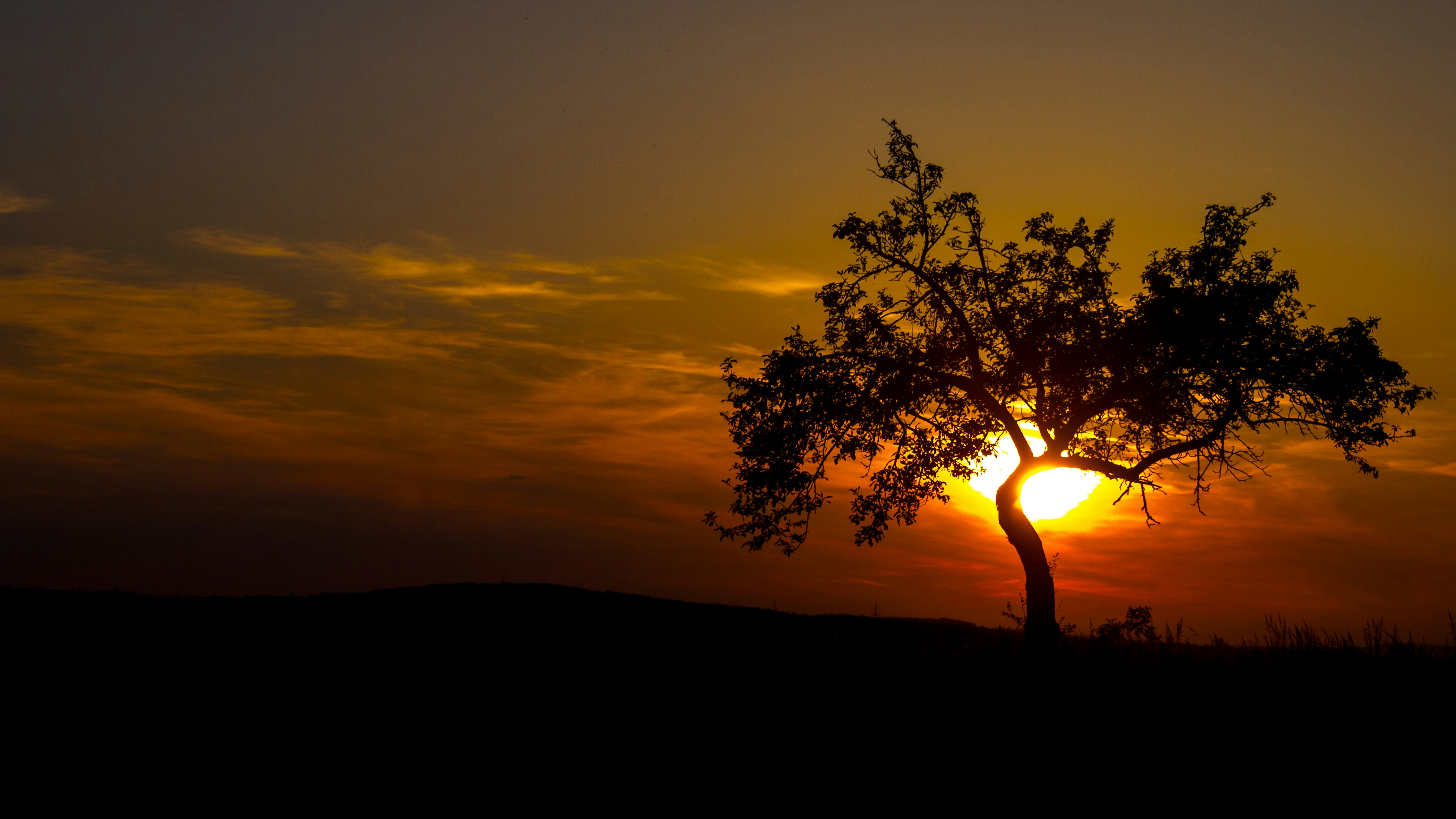 Silhouette photography of tree during golden hour photo – Free Tree ...