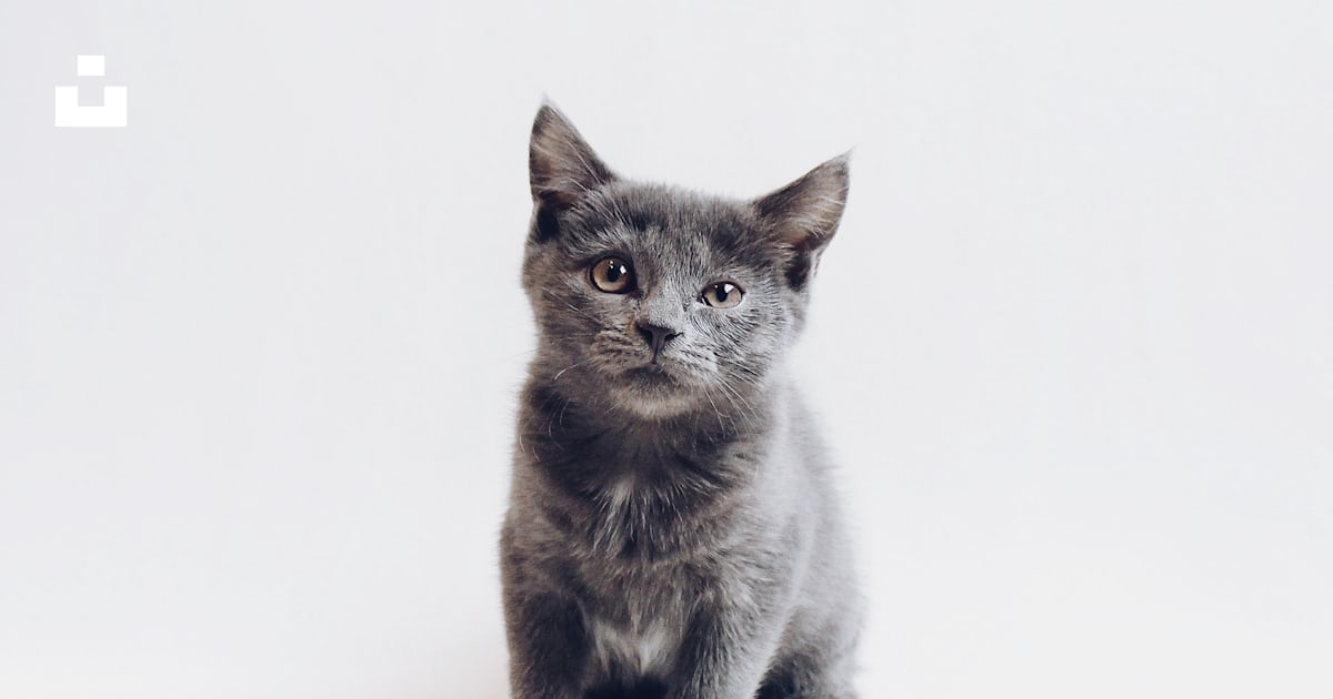 회색 고양이 사진 Unsplash의 무료 고양이 이미지