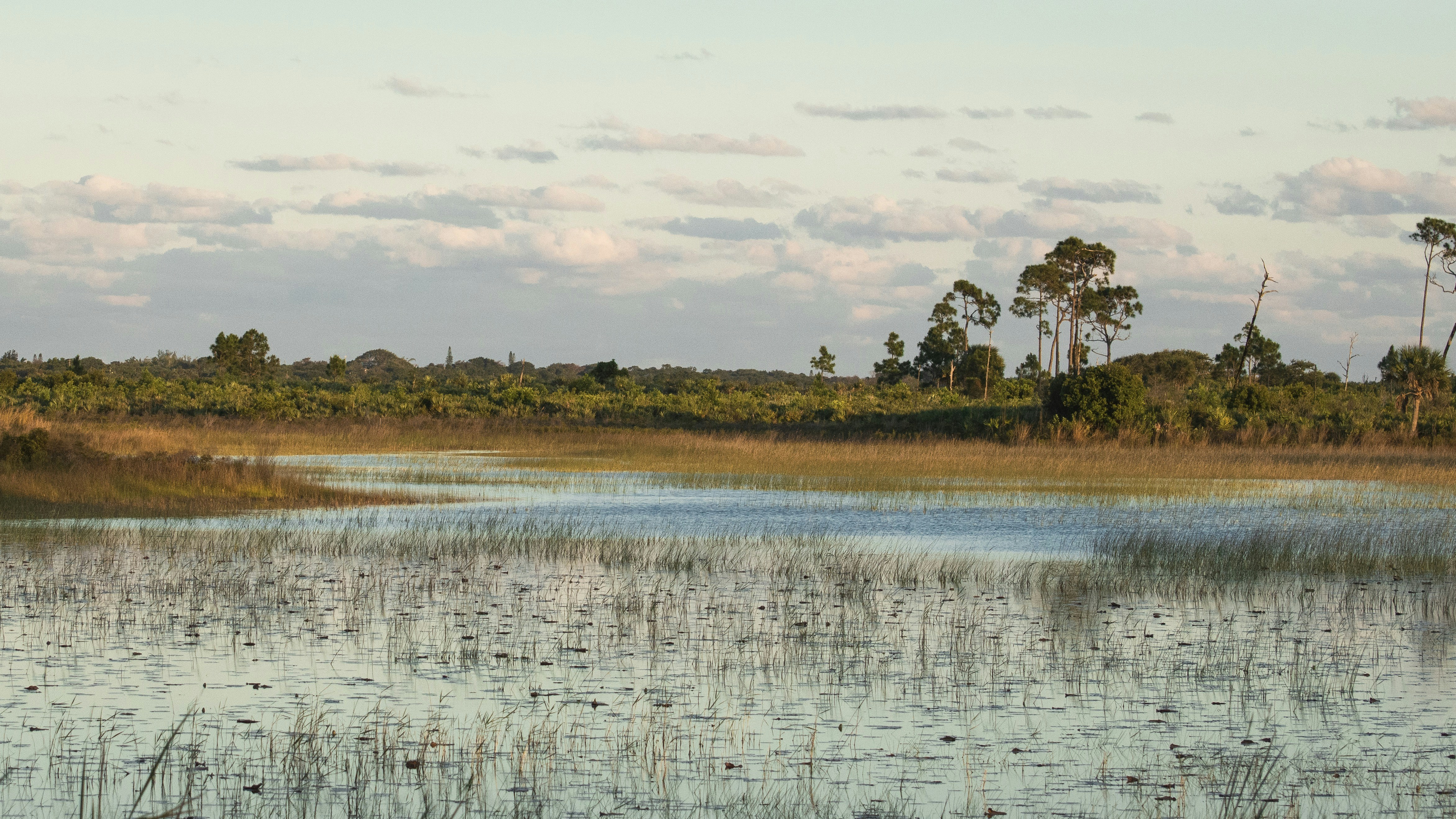 Marsh Pictures | Download Free Images on Unsplash