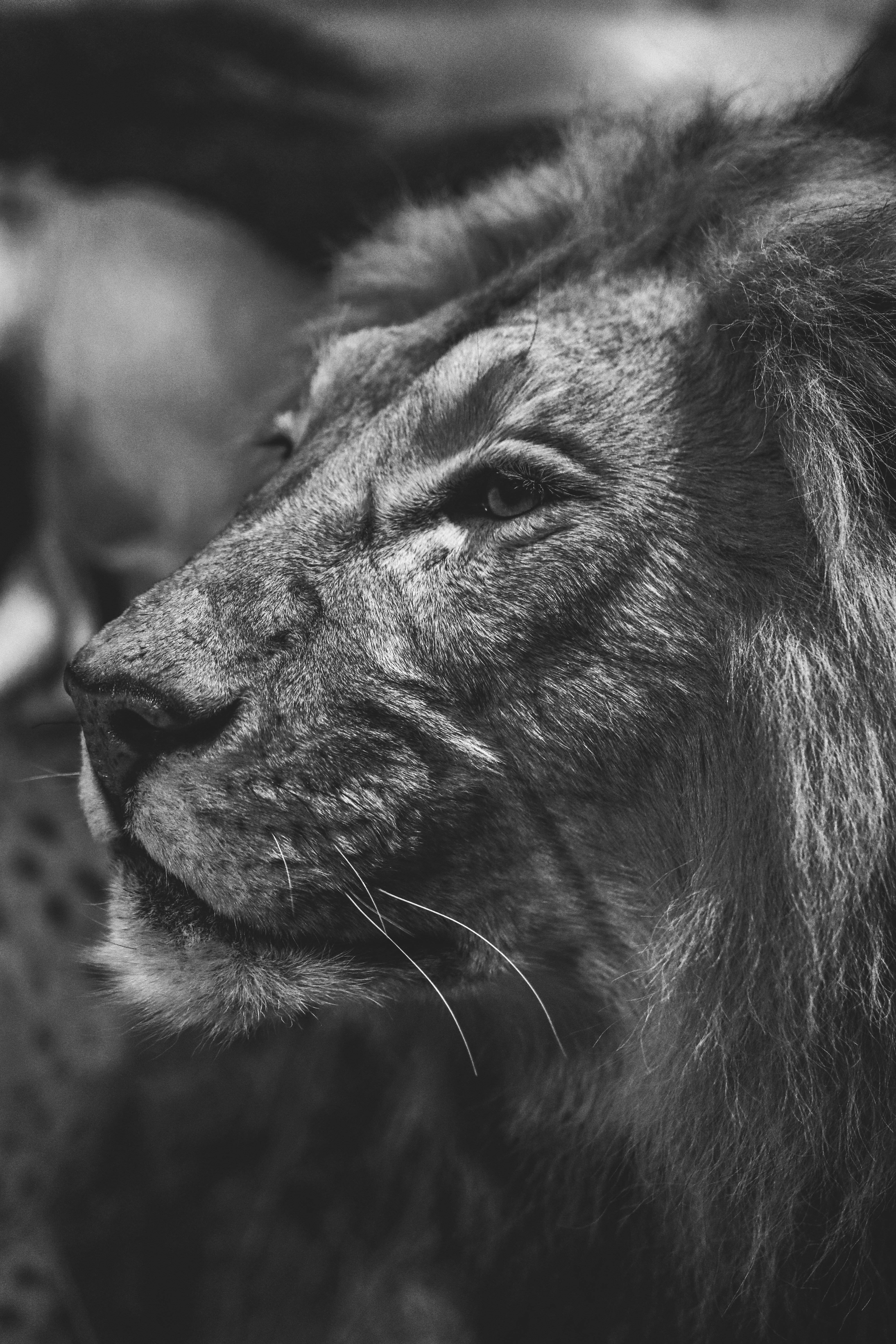 Grayscale photography of lion photo – Free Grey Image on Unsplash