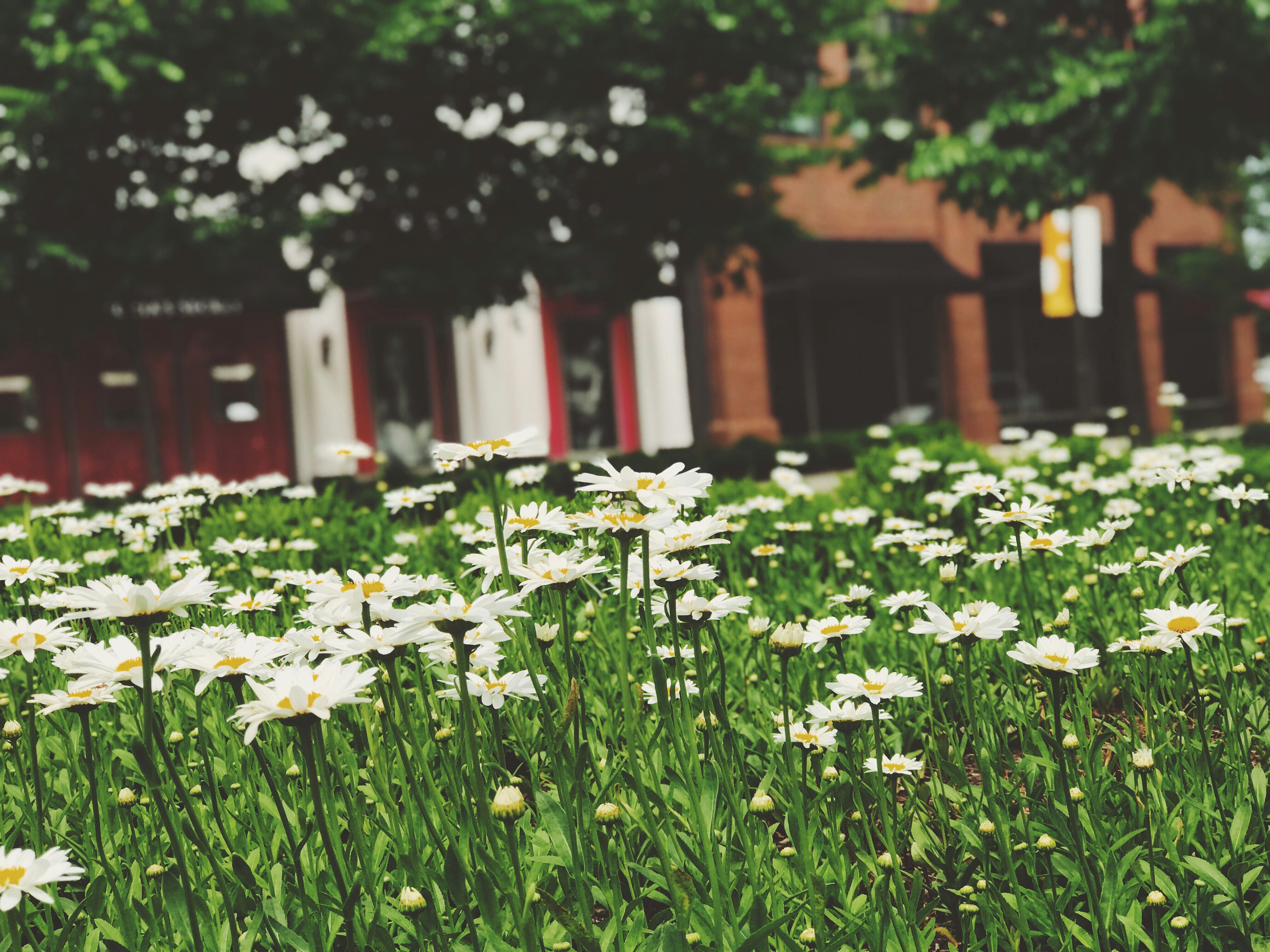 Daisies at the Edge of a City Block