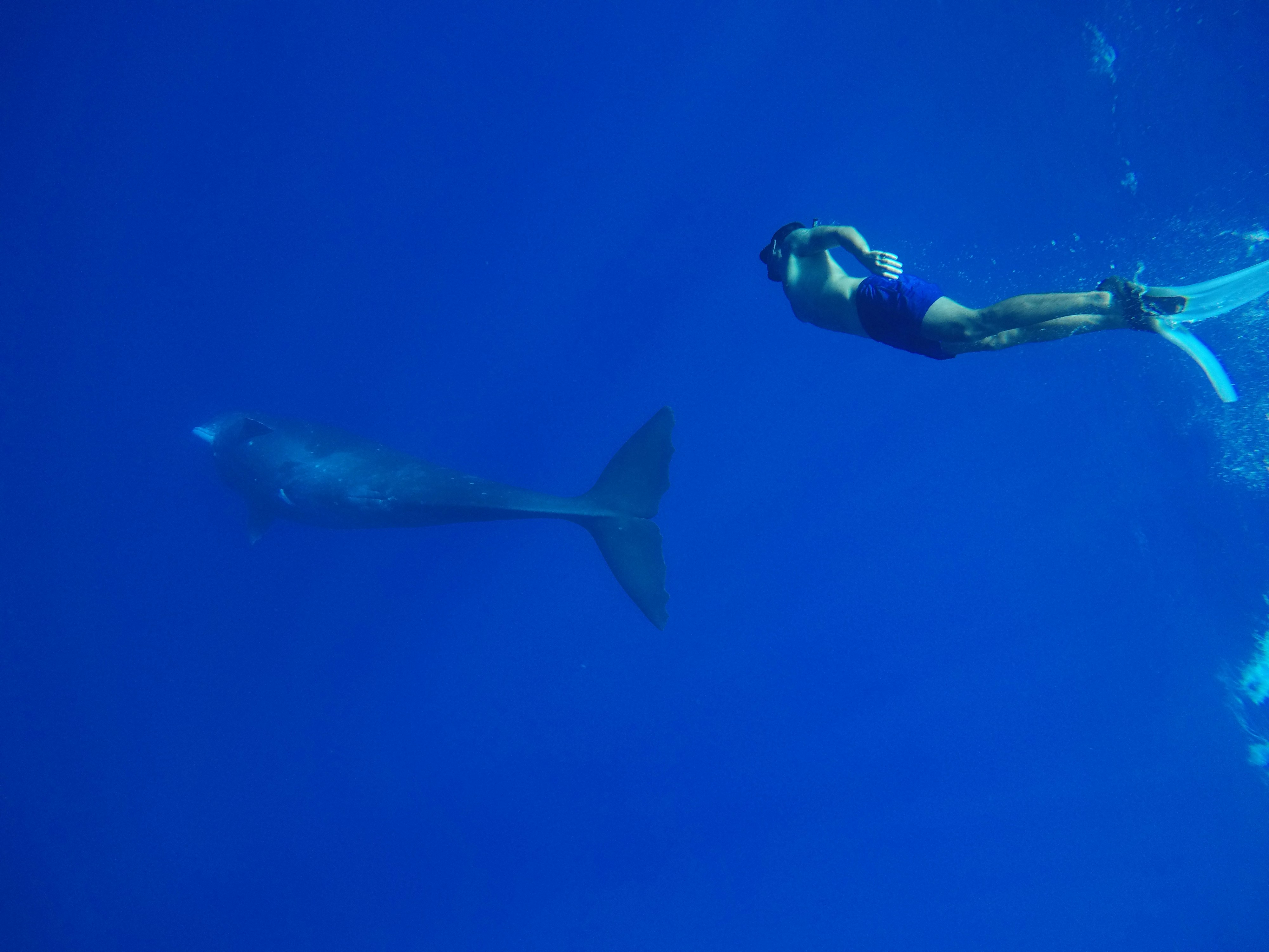 Man diving underwater photo – Free Blue Image on Unsplash