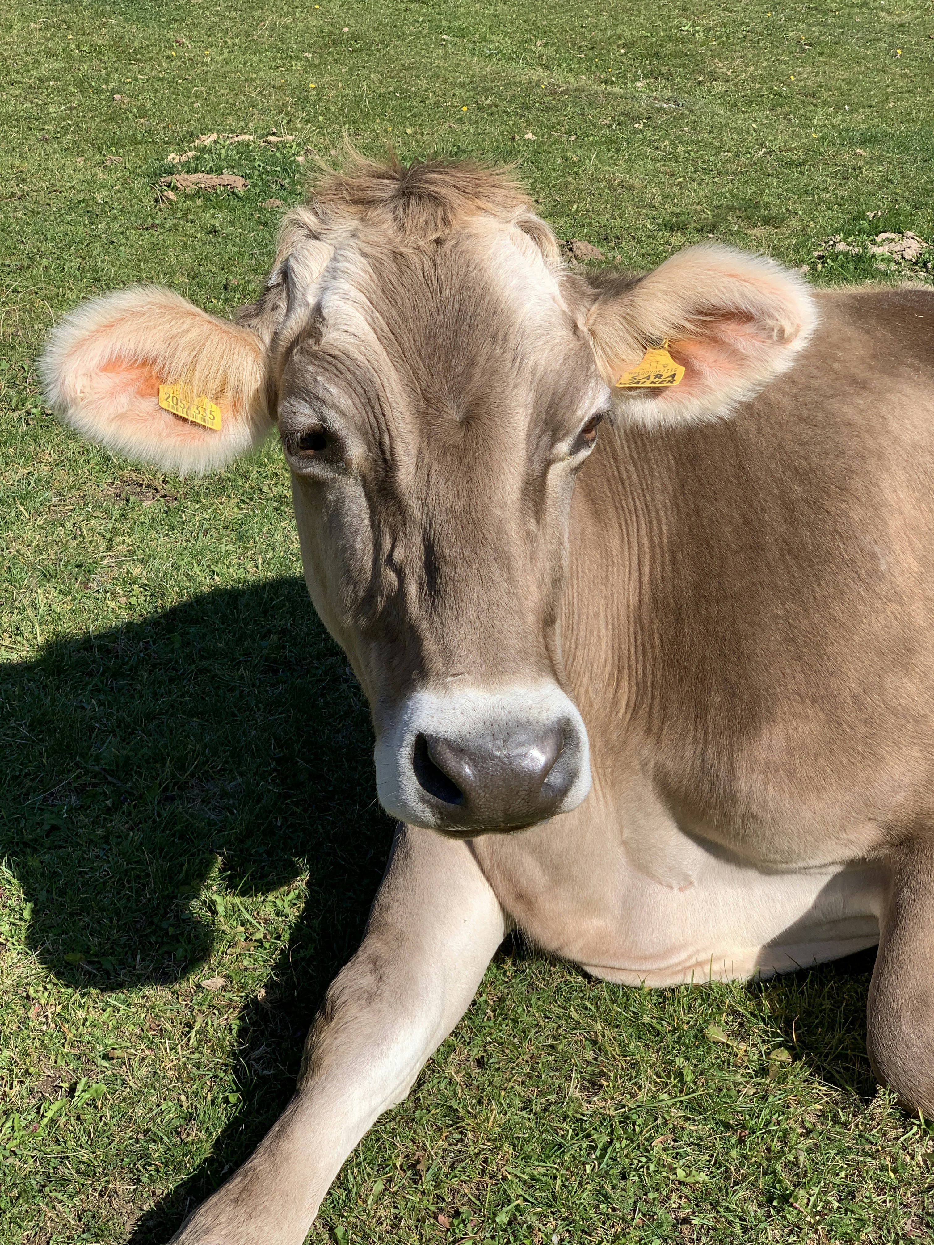 A very chilled cow, sud Tirol, Italy