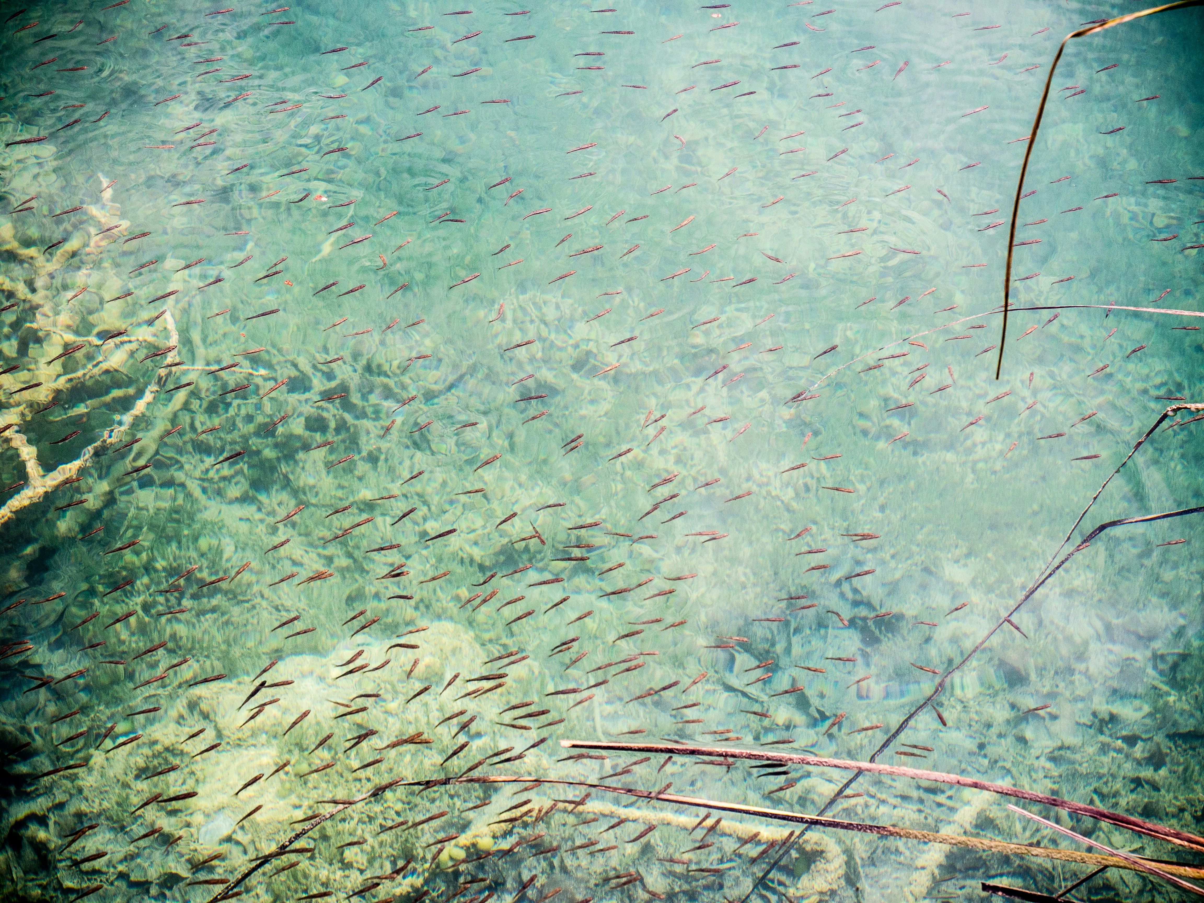 Whispers in the Water: A Dance of Fish