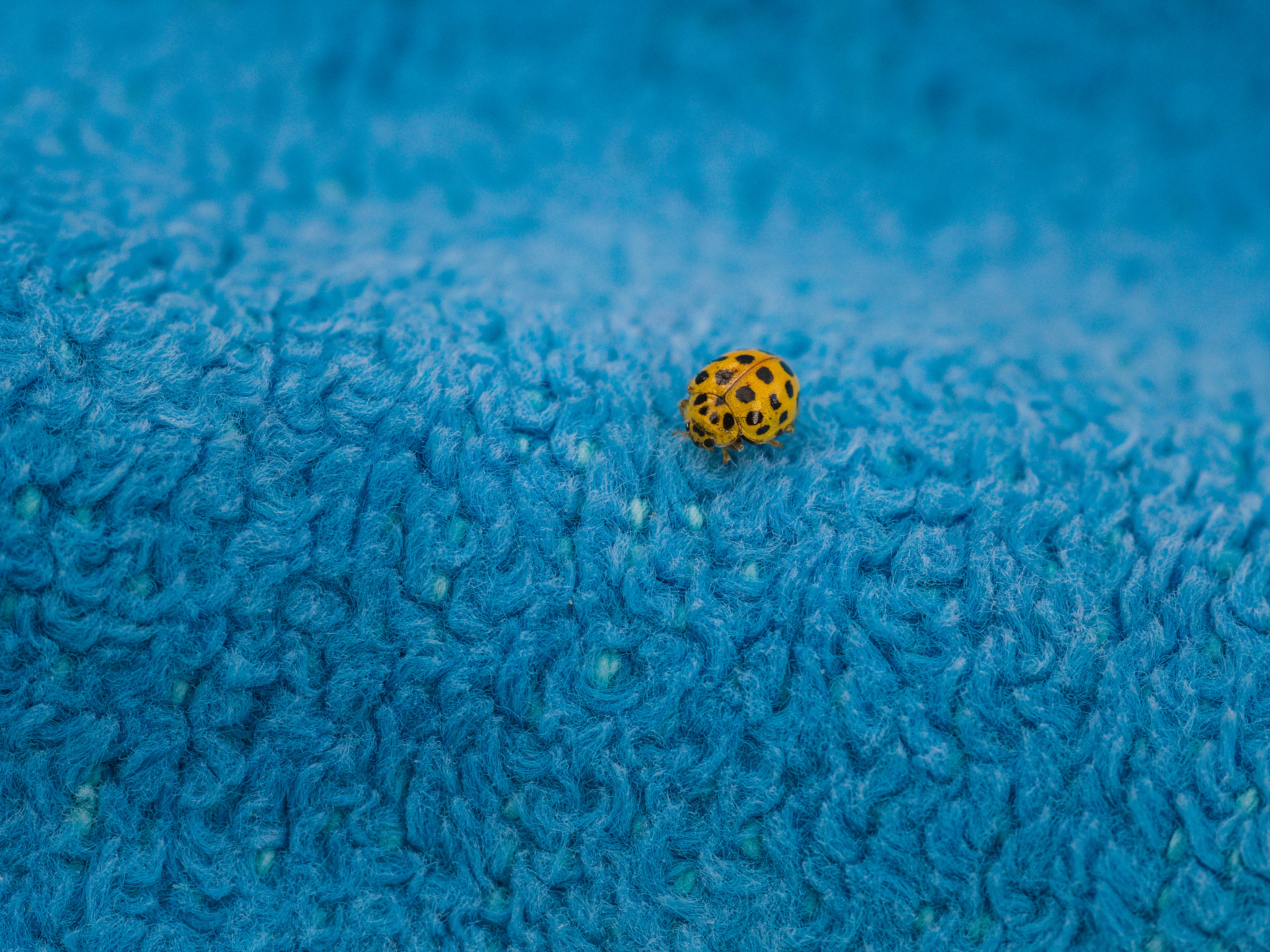 Bright yellow ladybug with black spots resting on a textured blue fabric.