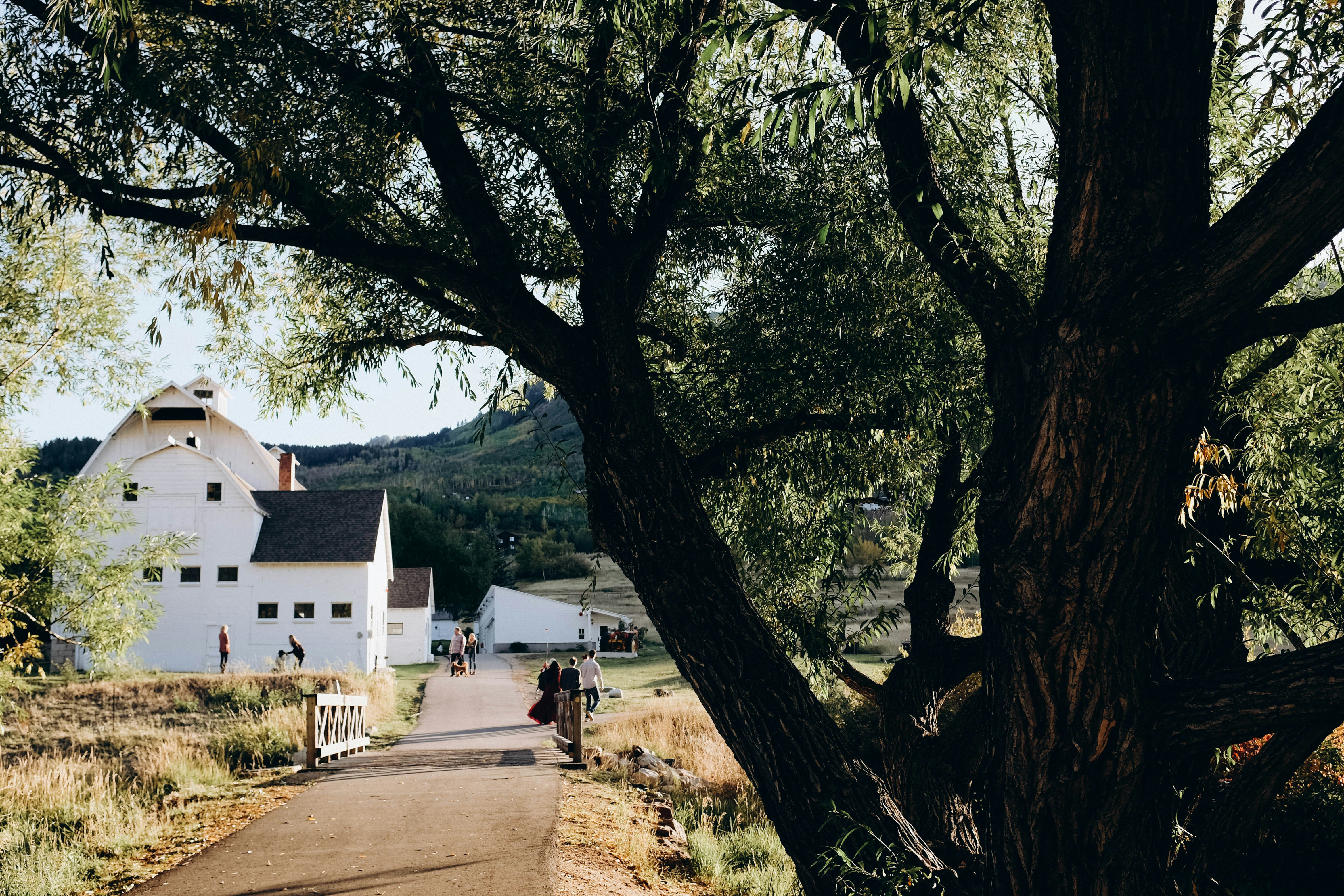 Whispering Shade: A Sunlit Rural Lane Toward a White Farmhouse