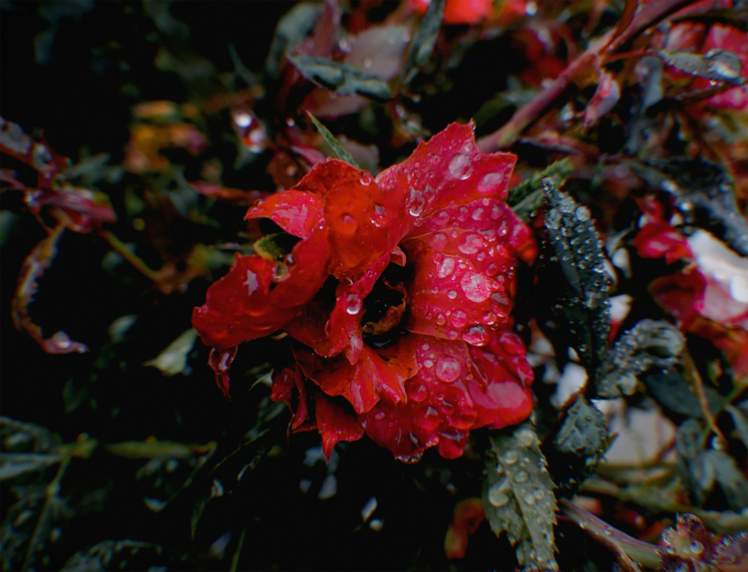 Crimson Petal in the Dark: Dew-Dropped Close-Up