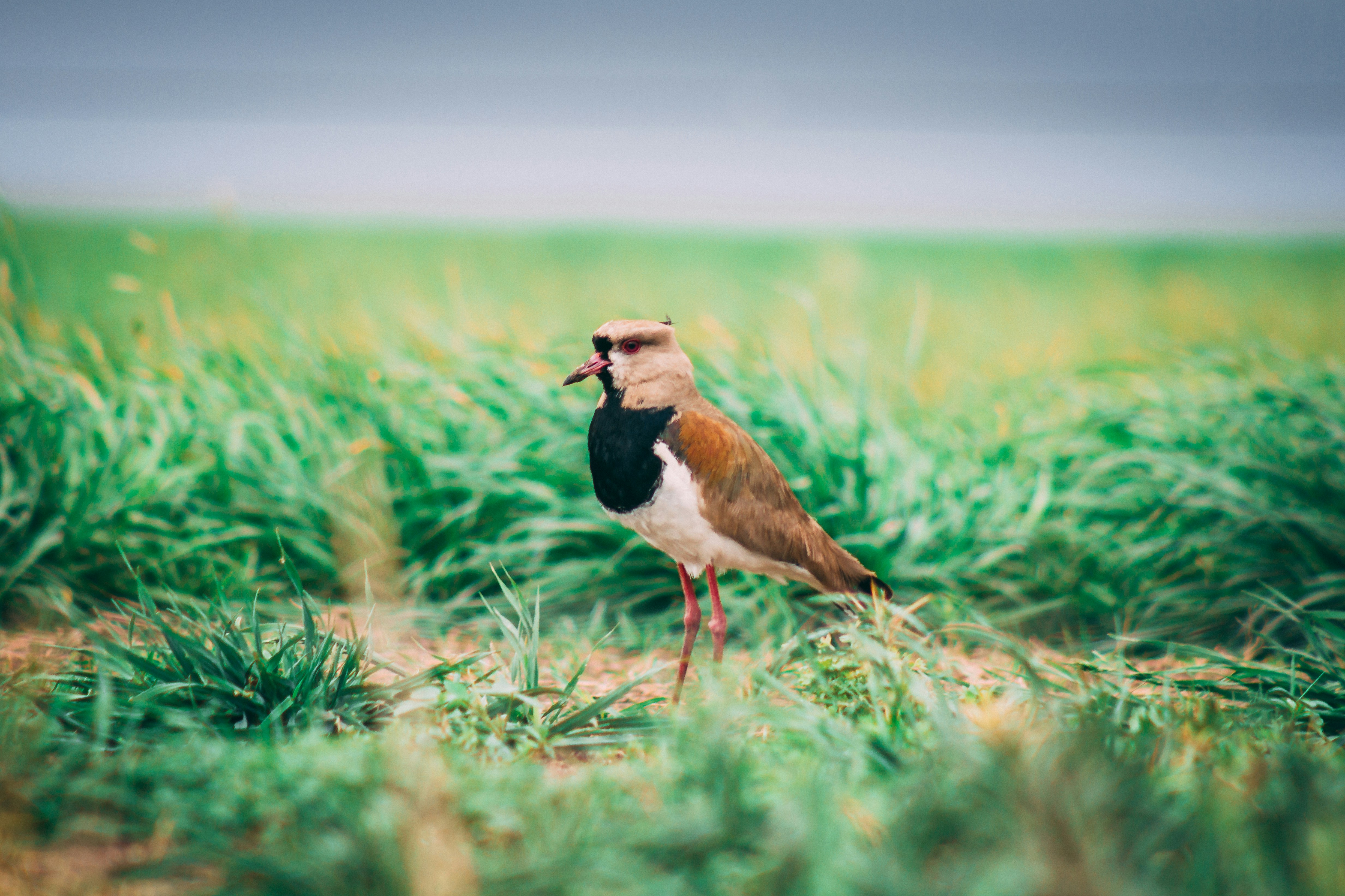 selective focus photography of brown and white bird on green grass during daytiem