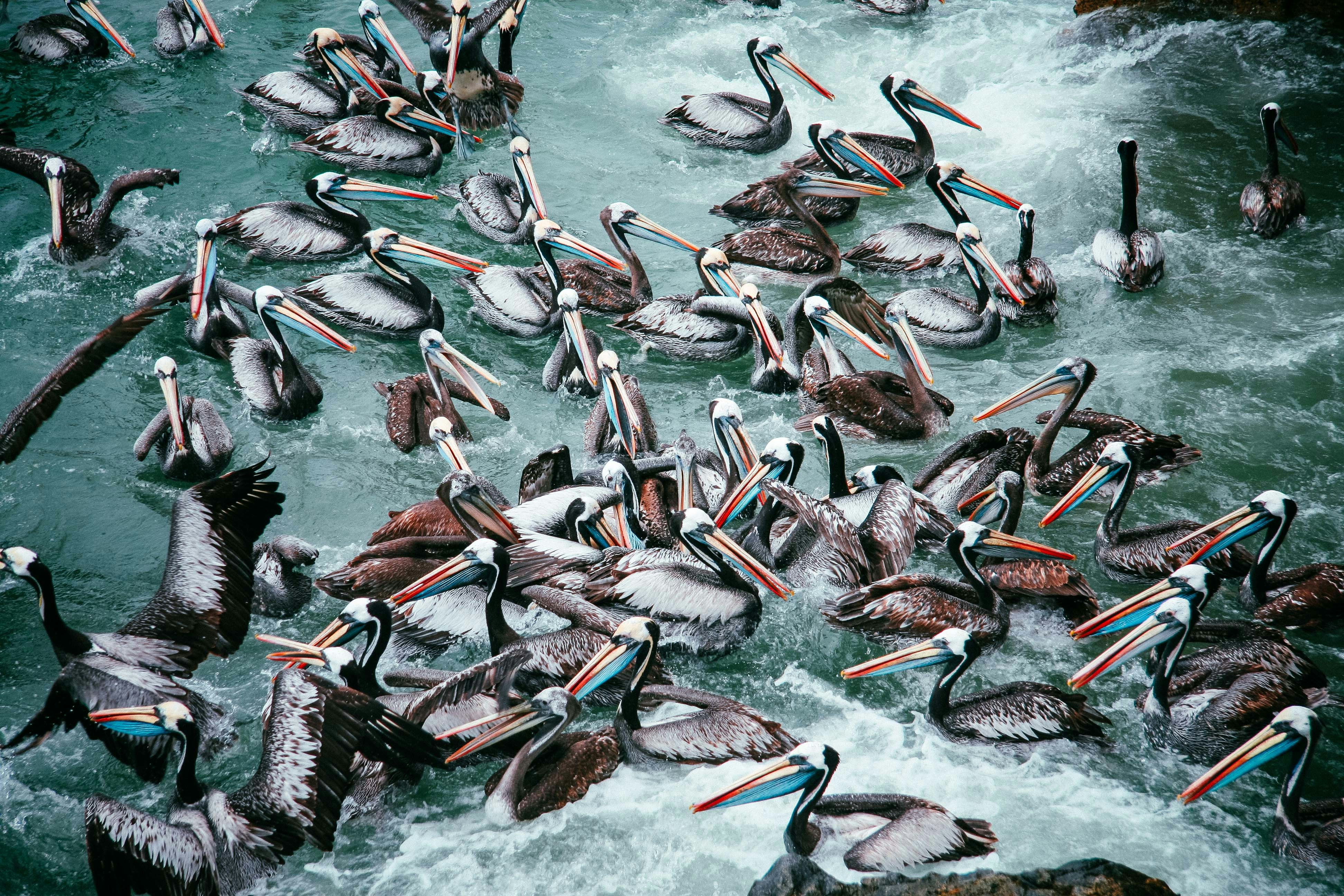 A dynamic scene featuring a large group of pelicans interacting in turbulent waters. The birds display vibrant beaks and varied postures amidst the splashing waves.