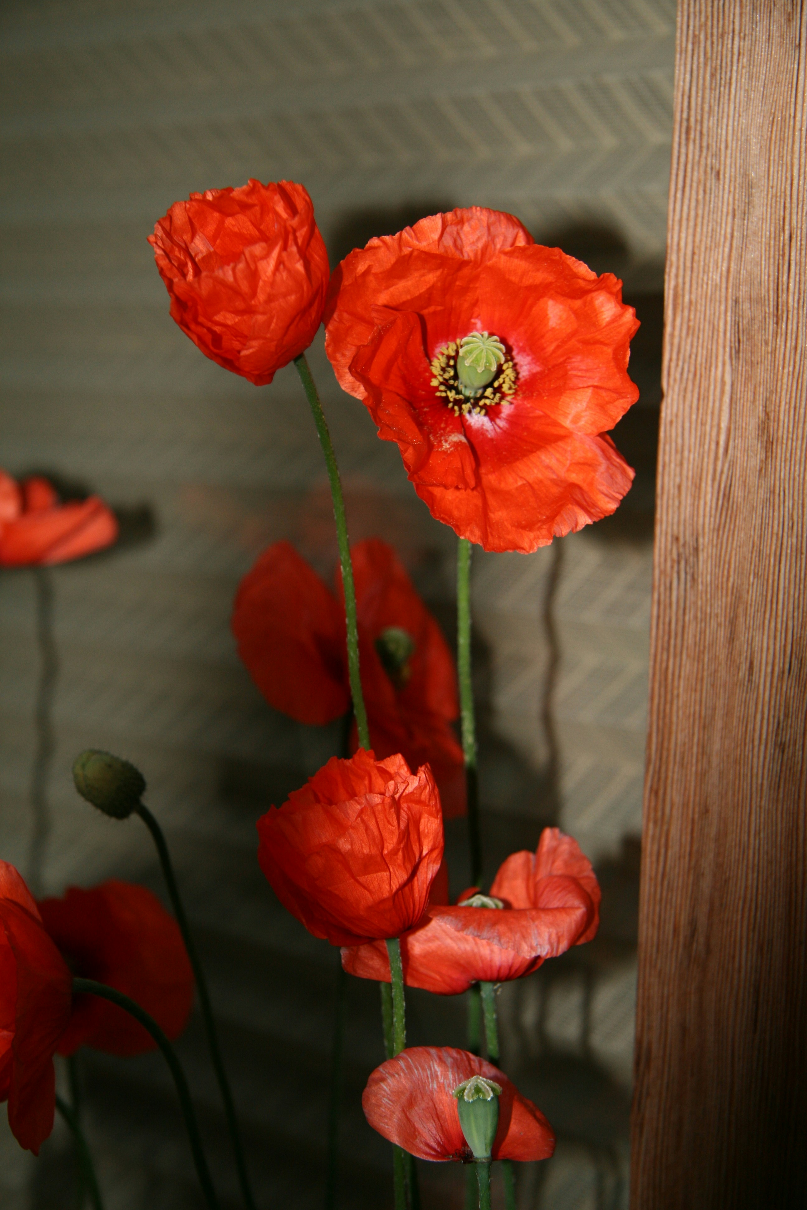 Crimson Poppies in a Wooden Corridor