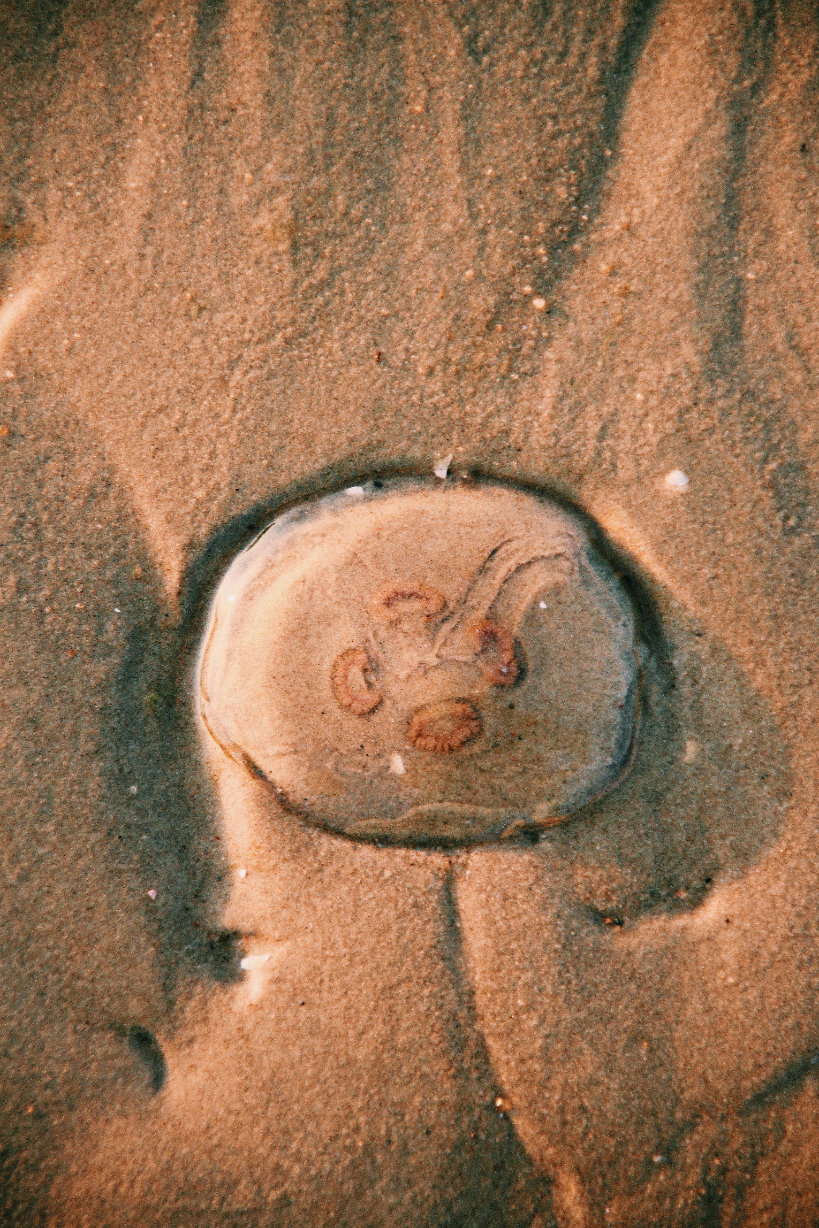 A jellyfish resting on a sandy beach, partially submerged in shallow water, showcasing its delicate features. The soft textures of the sand enhance the ethereal quality of the scene.