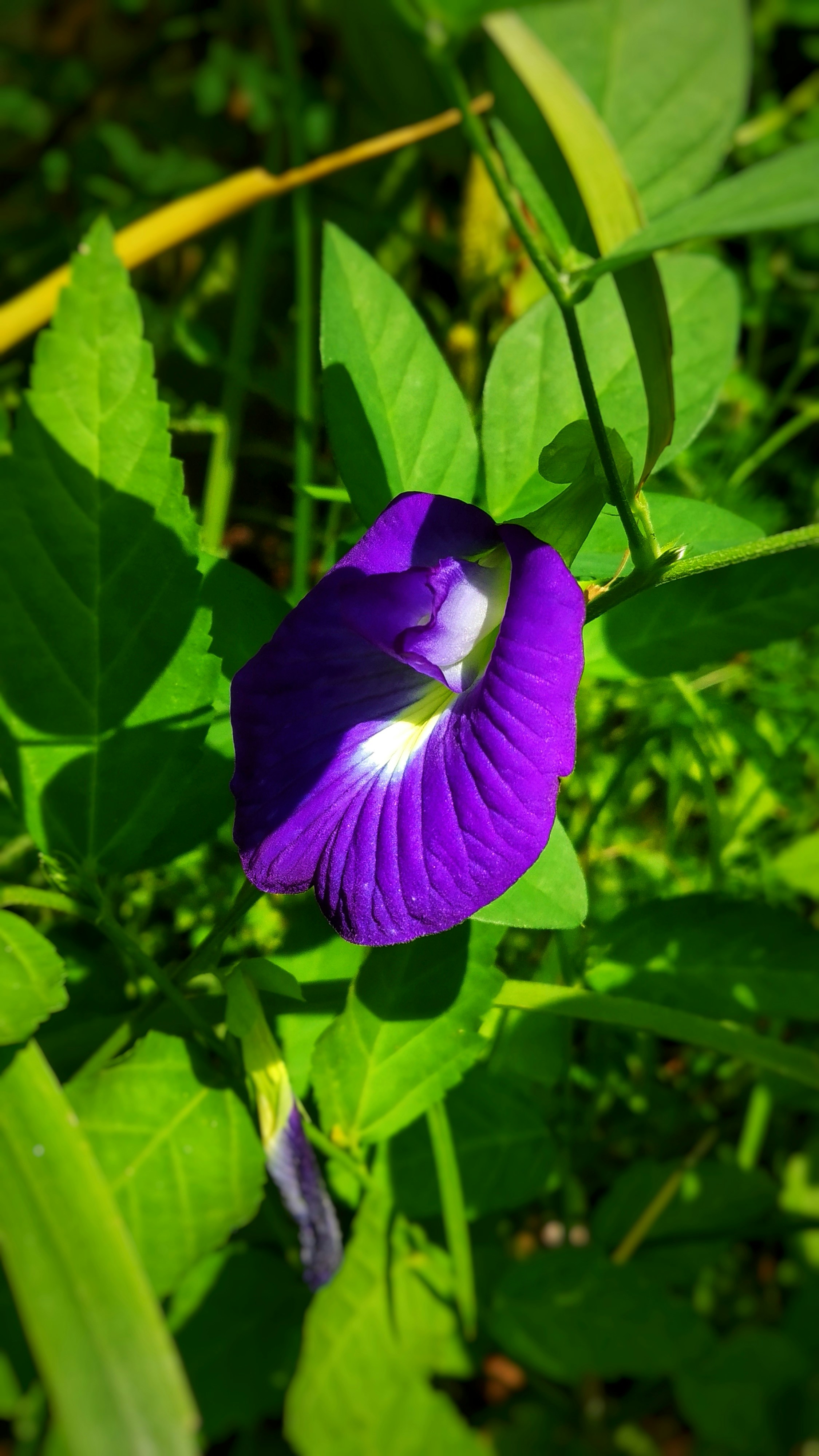 Louis Daniel (@lld_2093) | Unsplash Photo Community