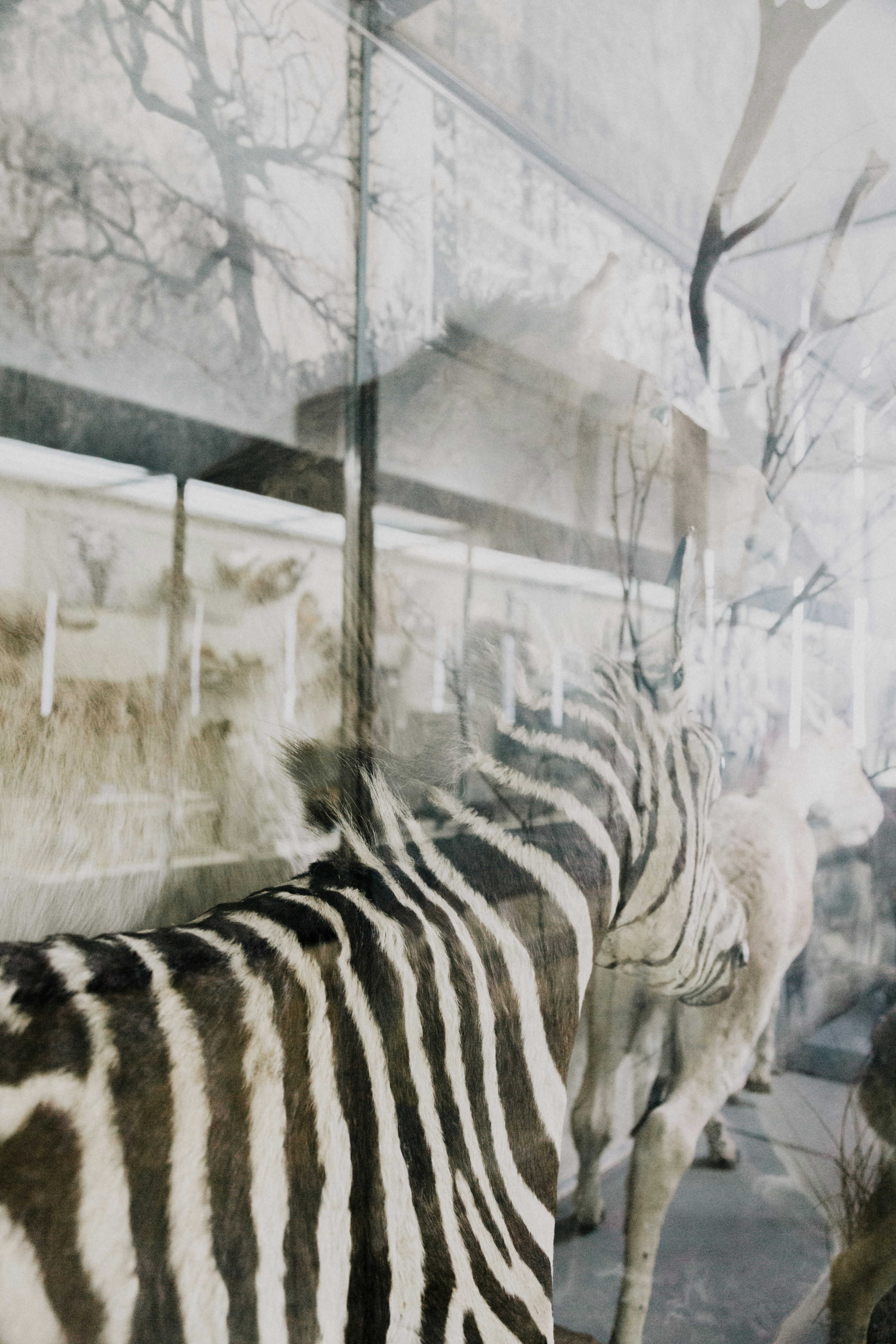 A zebra's striped profile is juxtaposed against a blurred background of taxidermy animals, creating a haunting reflection of nature's artistry.