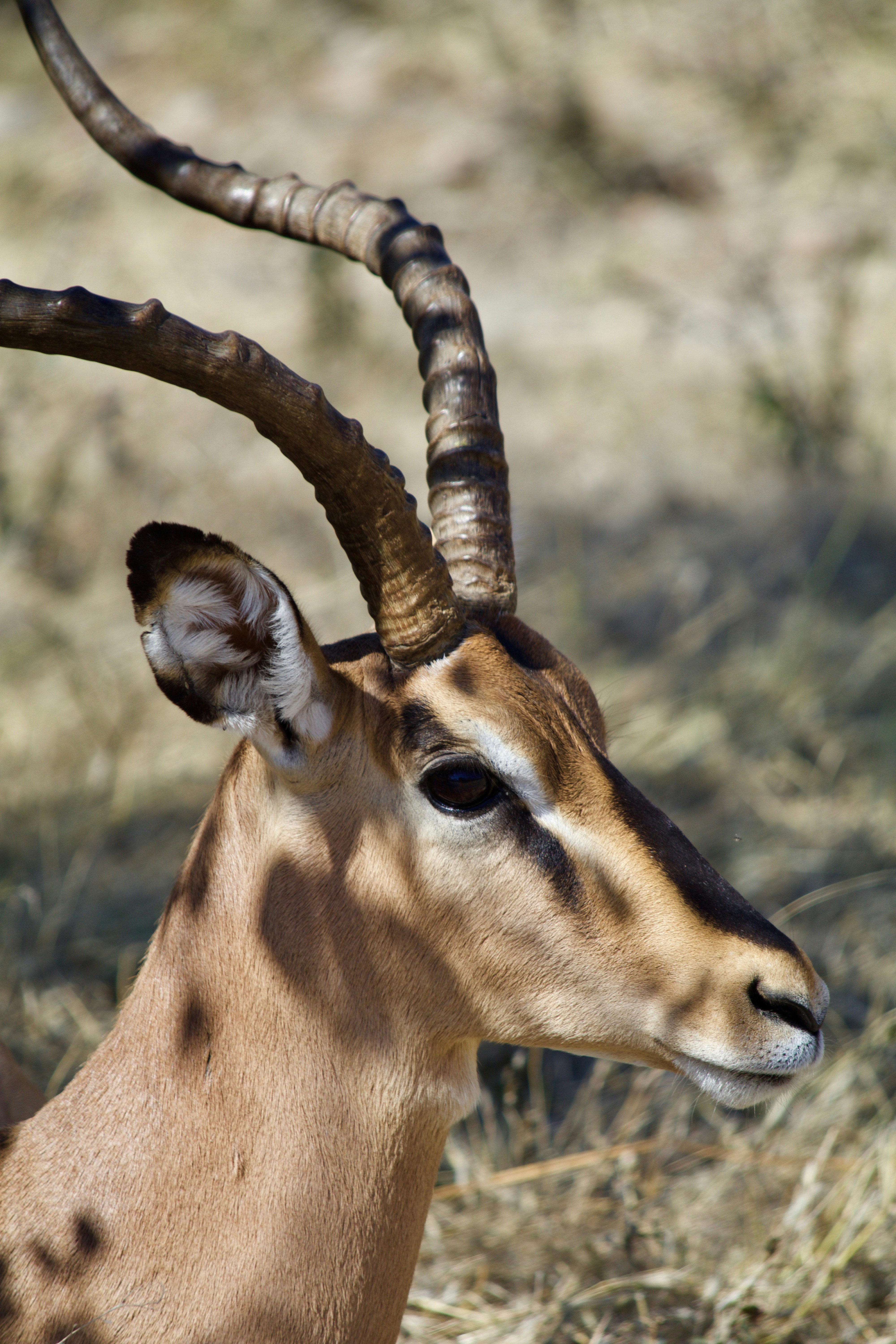 Brown antelope photo – Free Animal Image on Unsplash