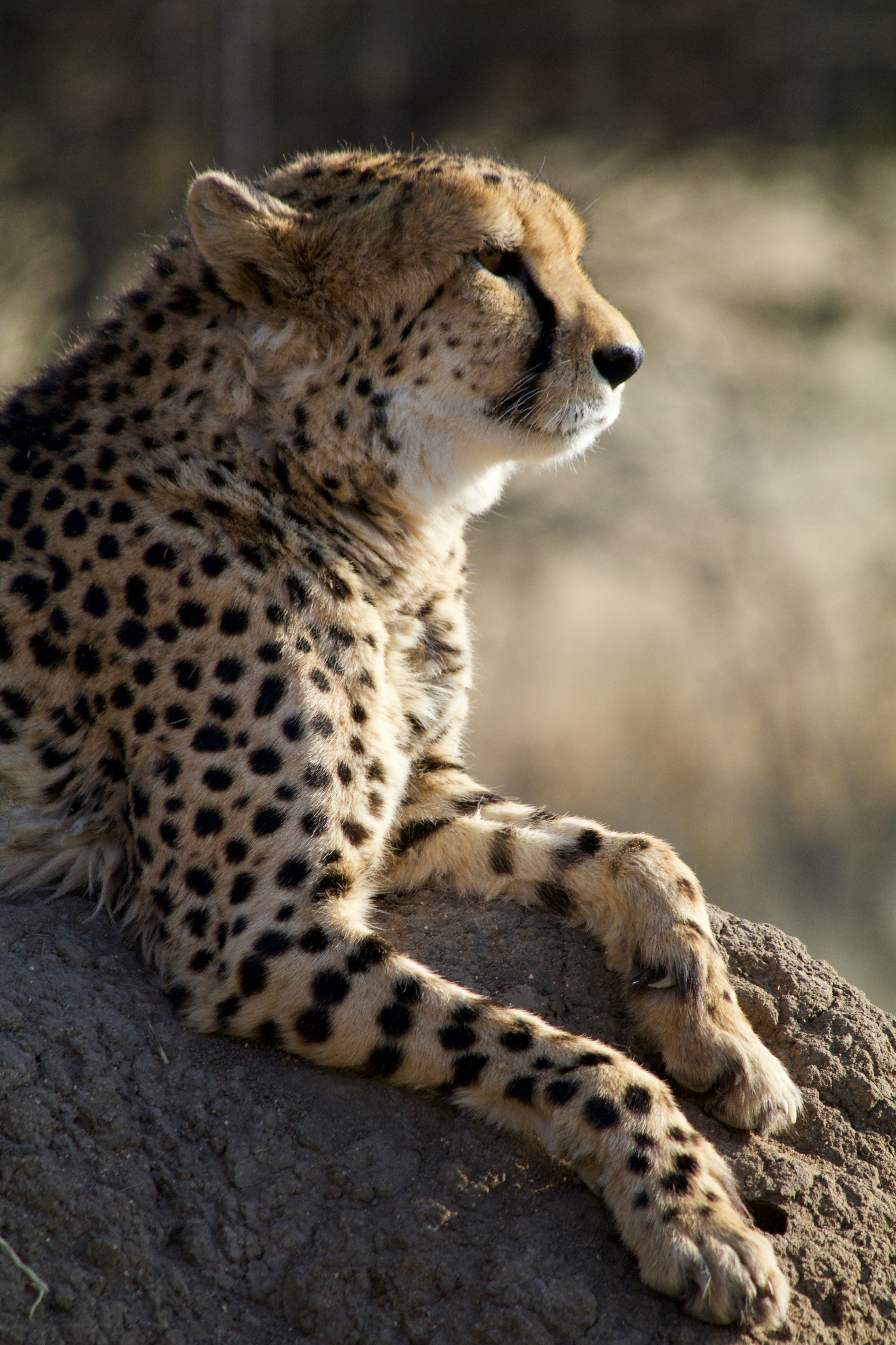 Cheetah photo shot on Canon EOS 80D