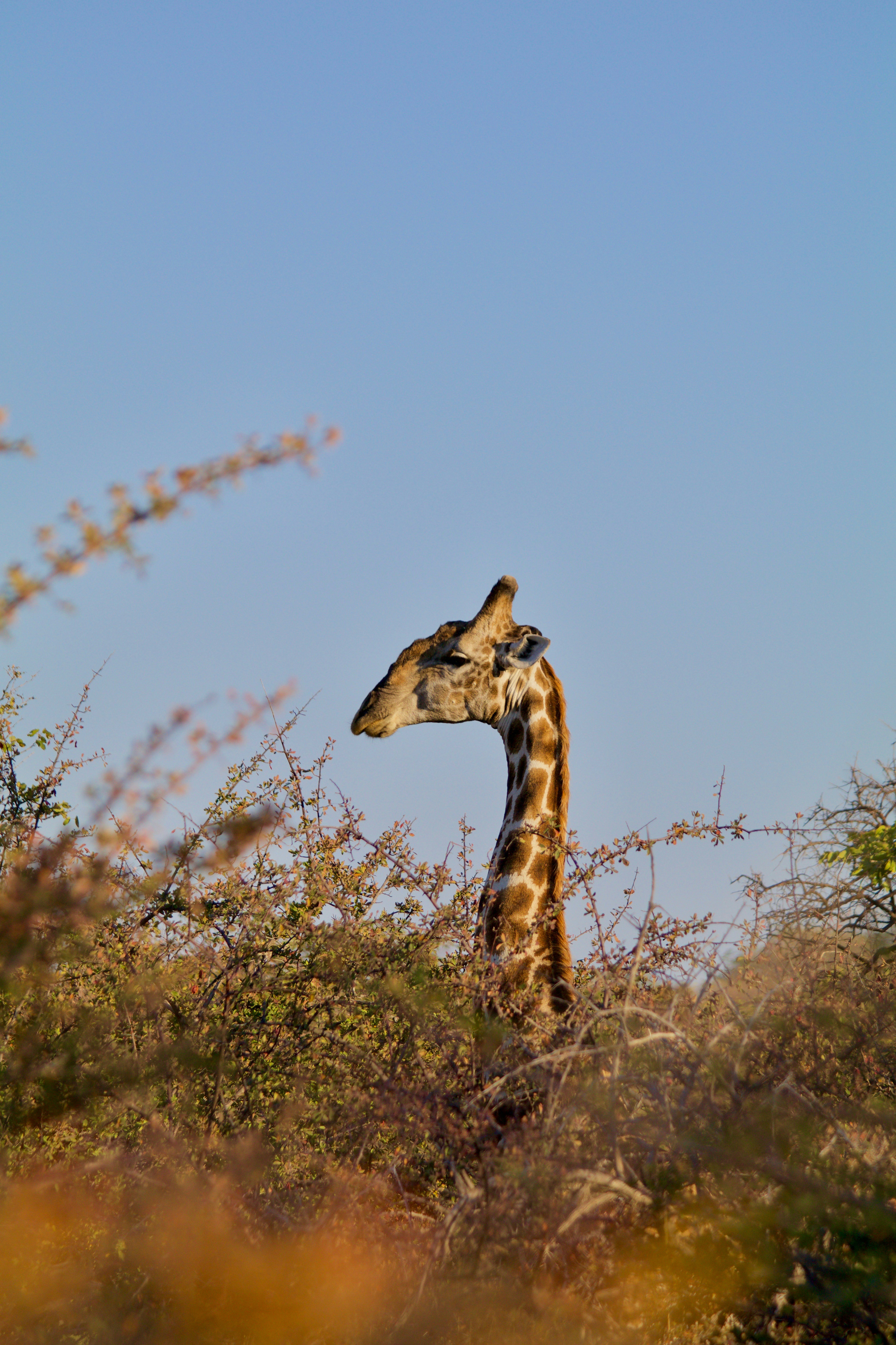 Lookout Above the Thicket: Giraffe Reaches for Open Sky