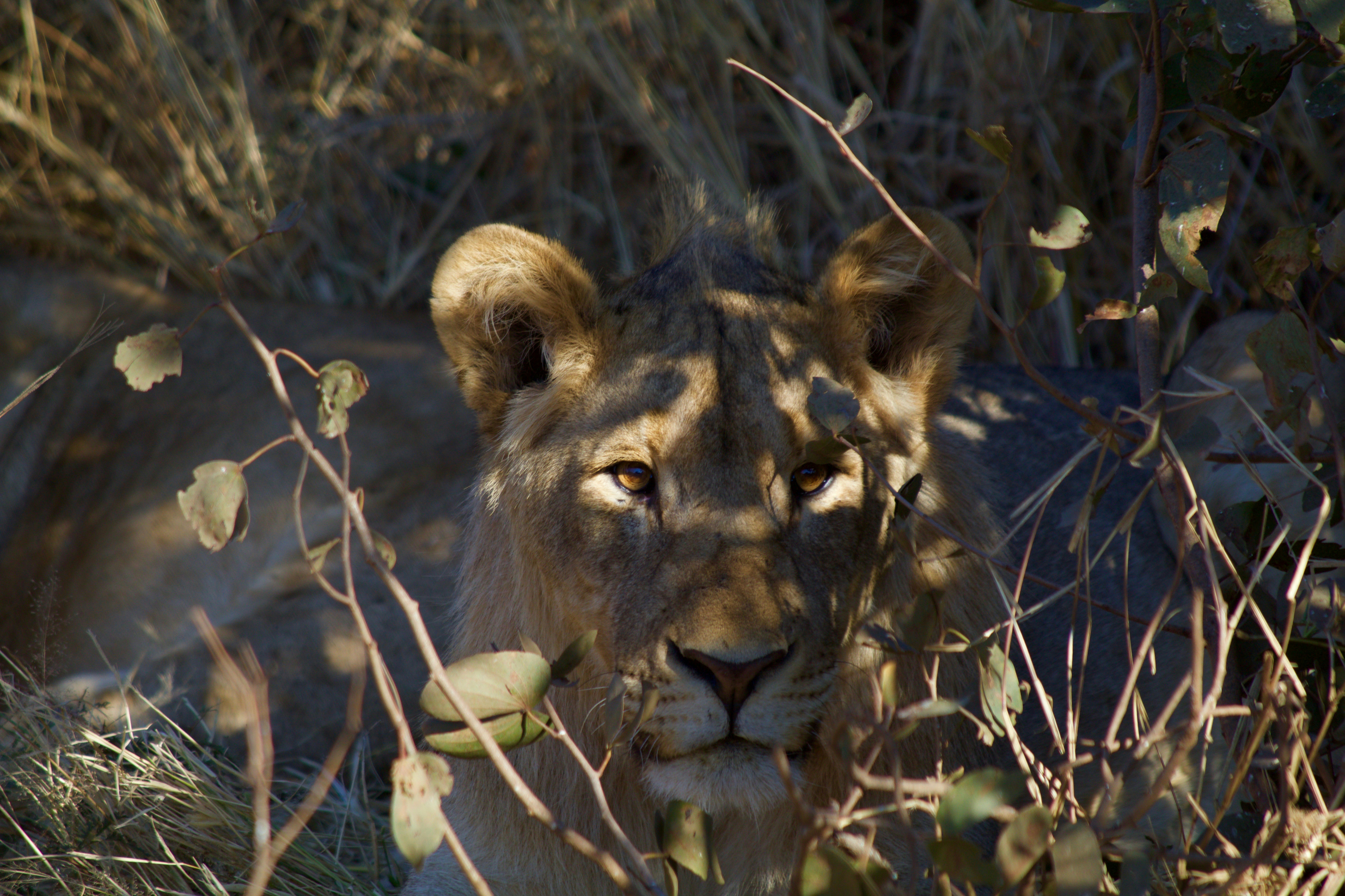 Hidden Gaze: A Lioness Emerges from the Bush